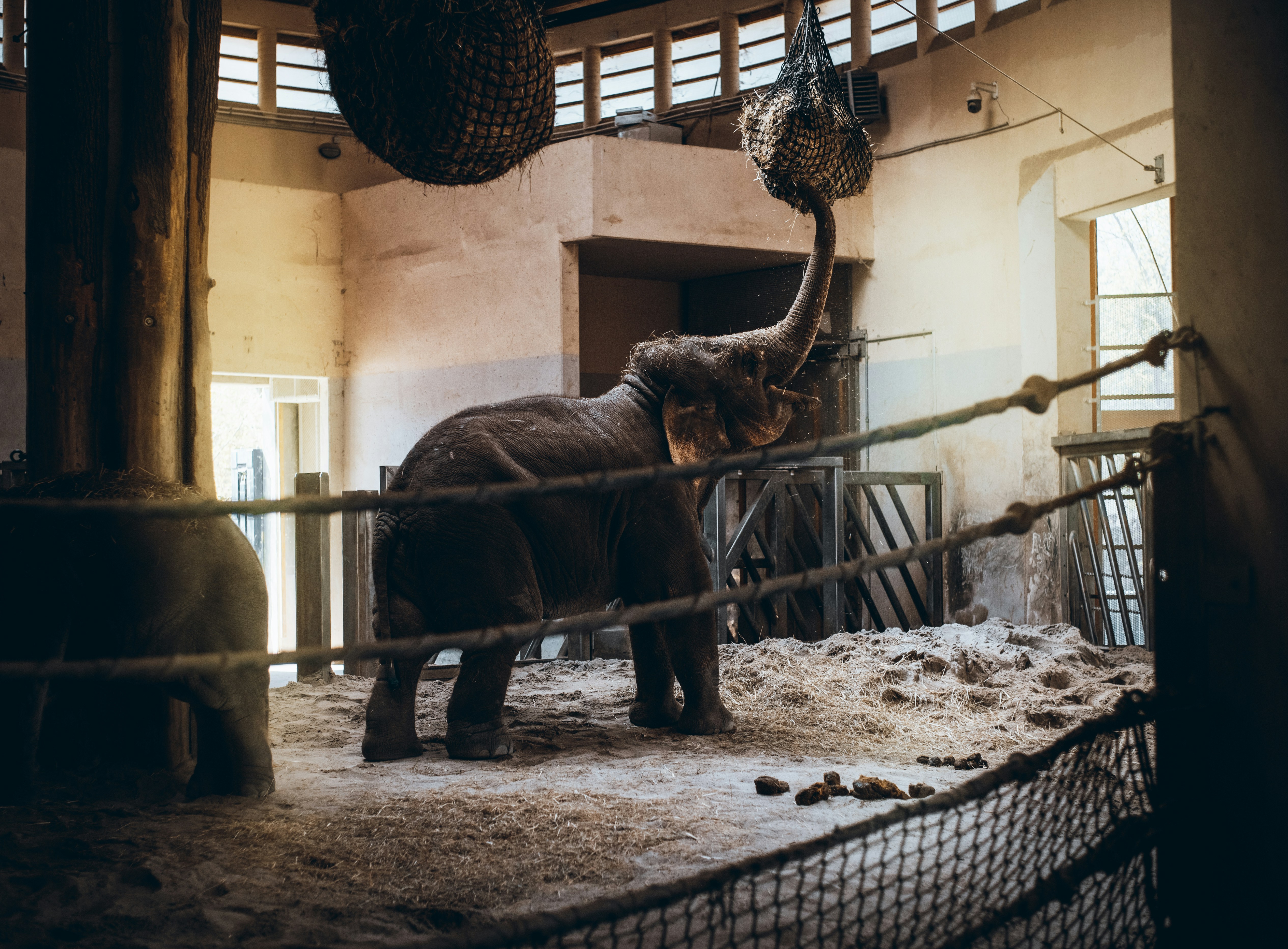 Elephant within an indoor enclosure, bathed in warm morning light, ropes and fencing framing the scene; a subdued, observational shot inside a zoo exhibit.