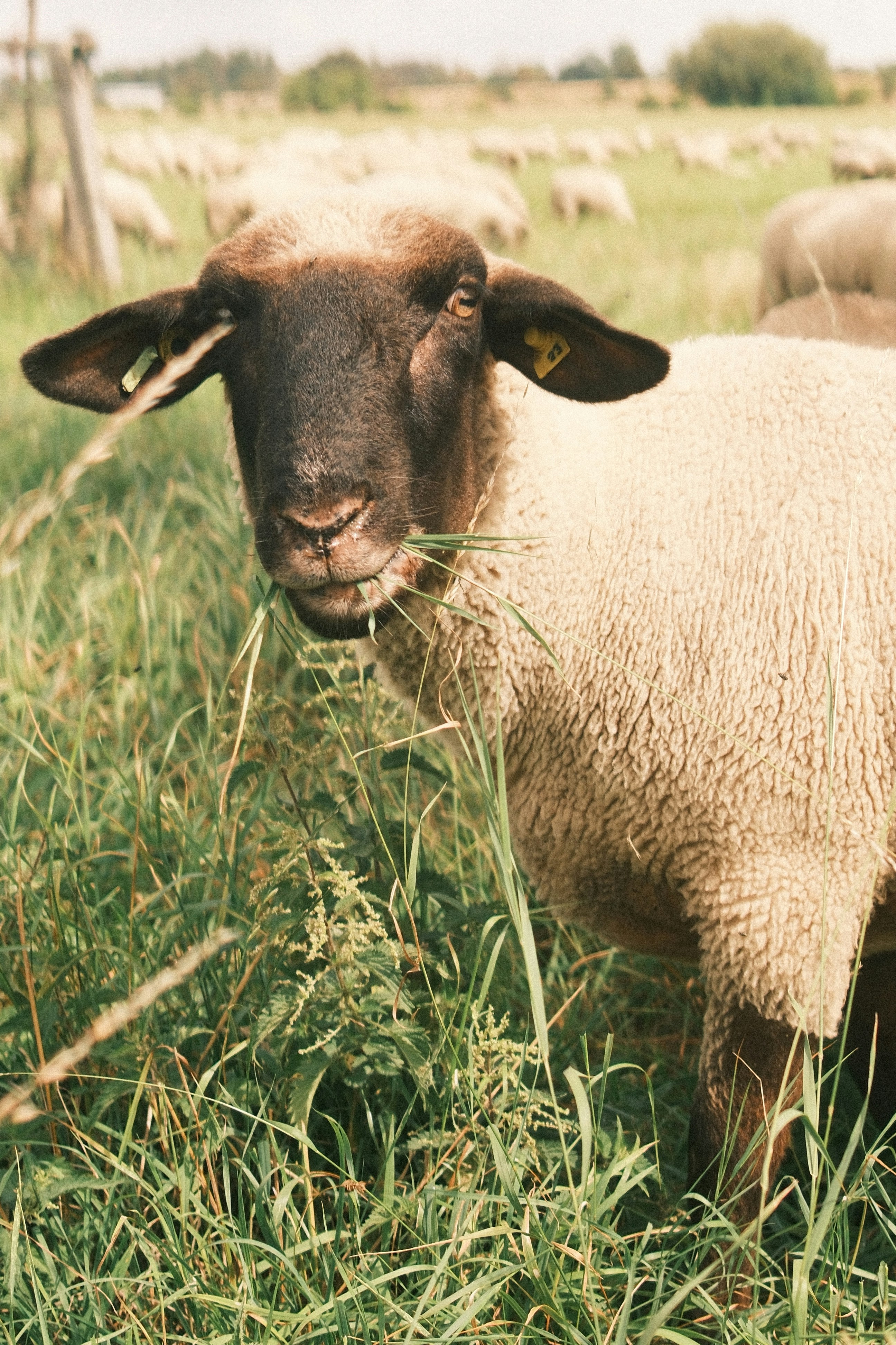 Pasture Sentinel: a grazing ewe stares into the lens