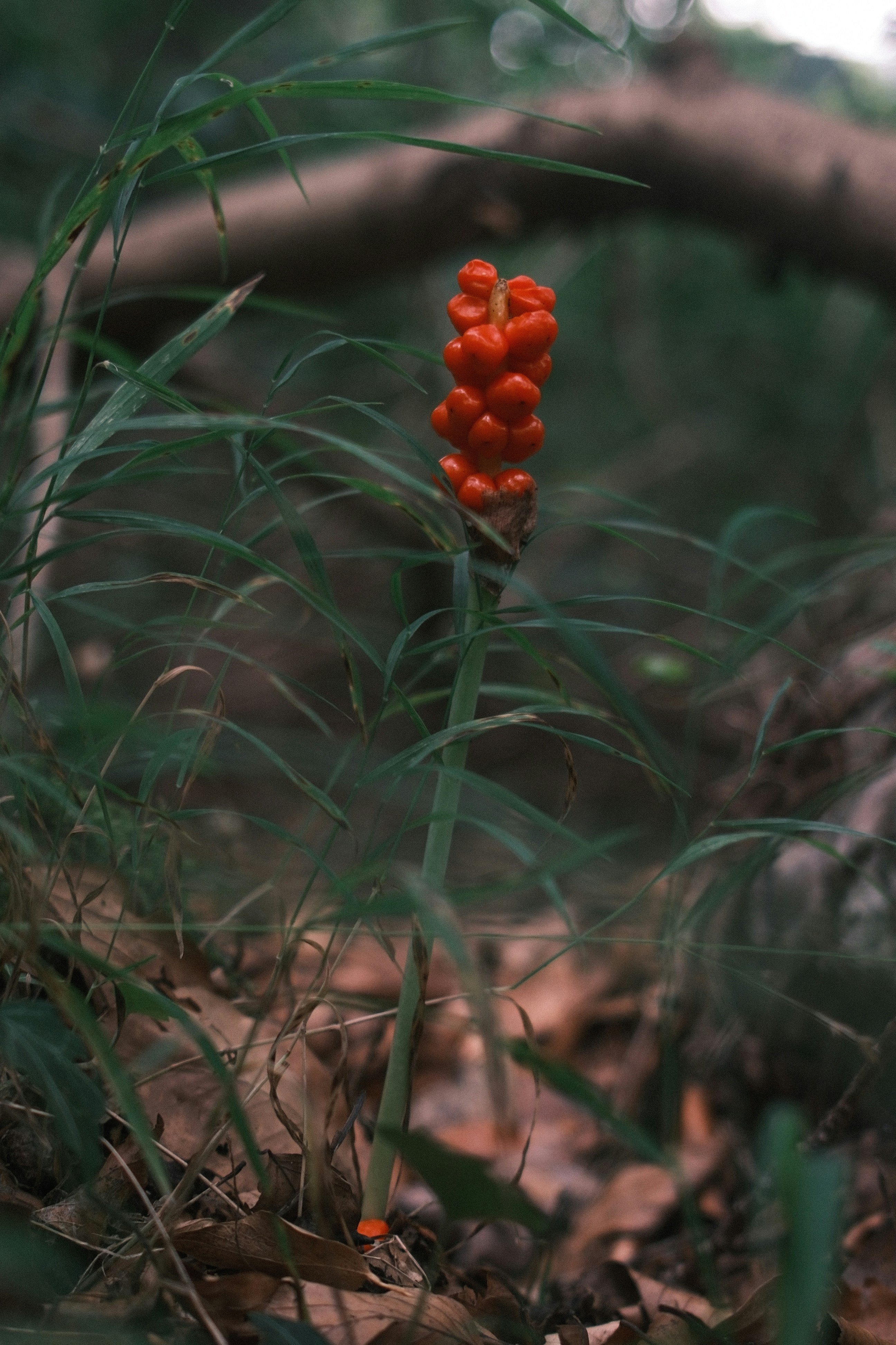 Red Bunch in the Understory: A Bold Orange Spike Among Ferns