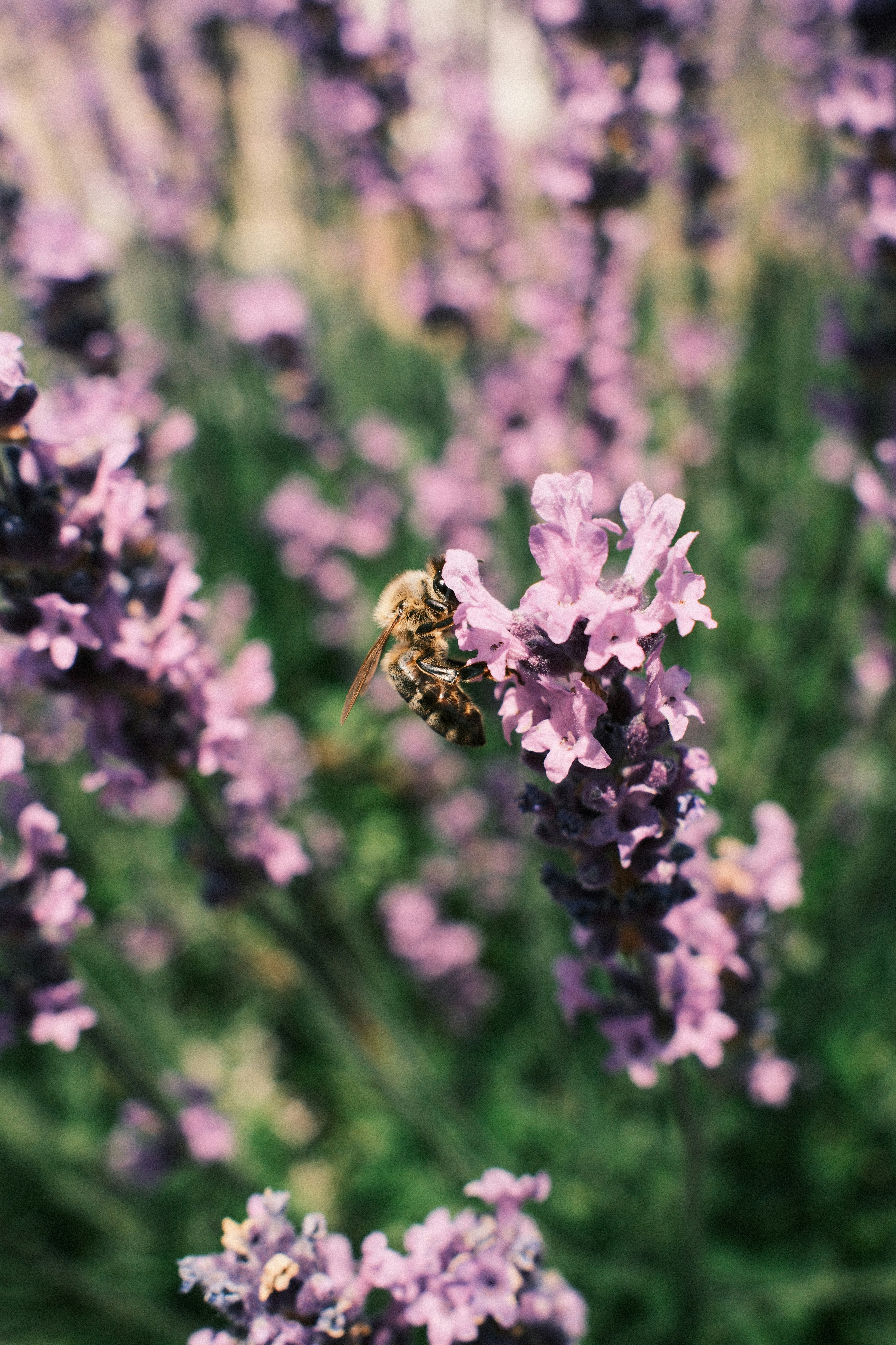 Close-up of a bee gathering nectar from lavender spikes with a soft bokeh backdrop in a sunlit garden.