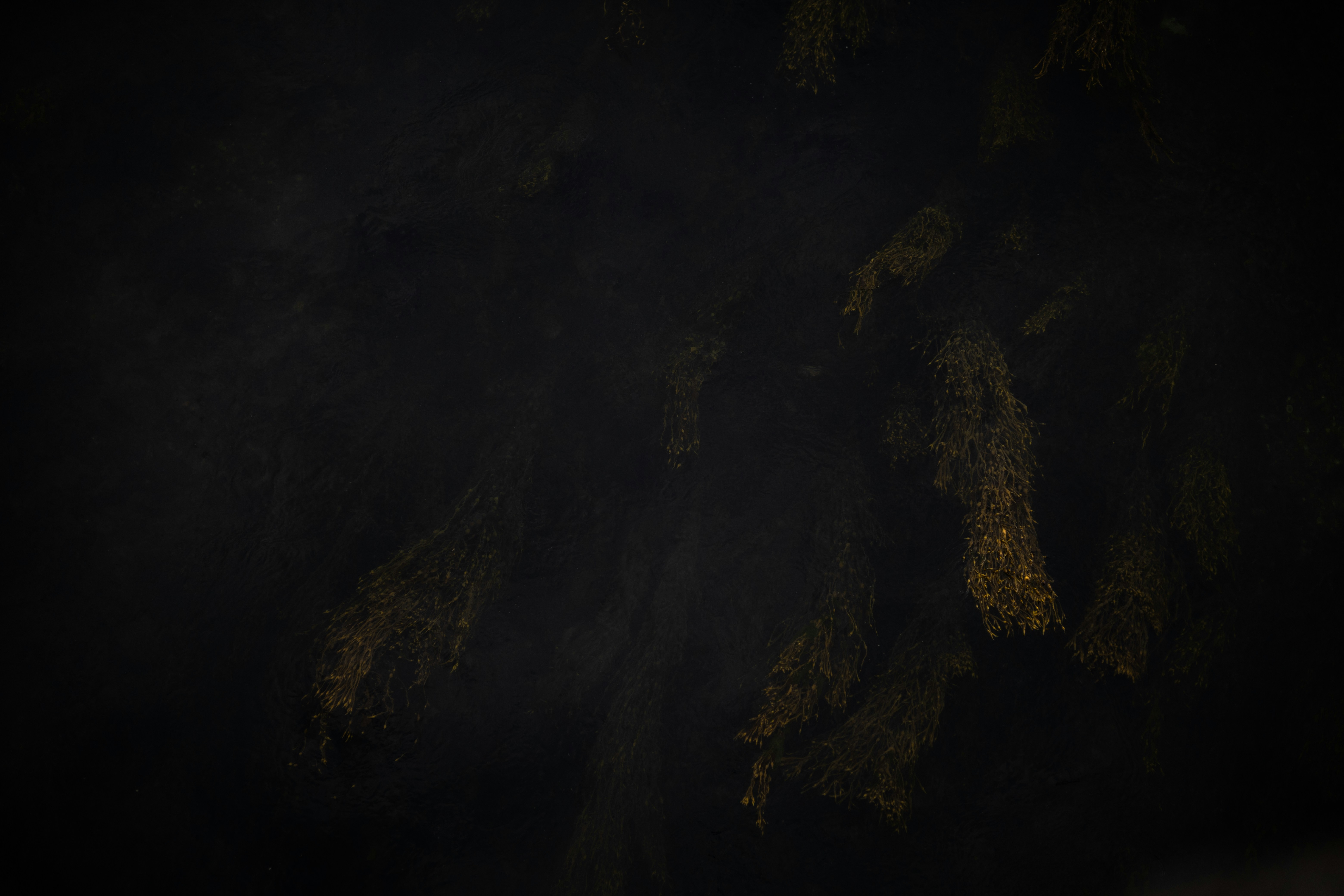 Whispers of Nightfall: Subtle Glints in Dim Tide