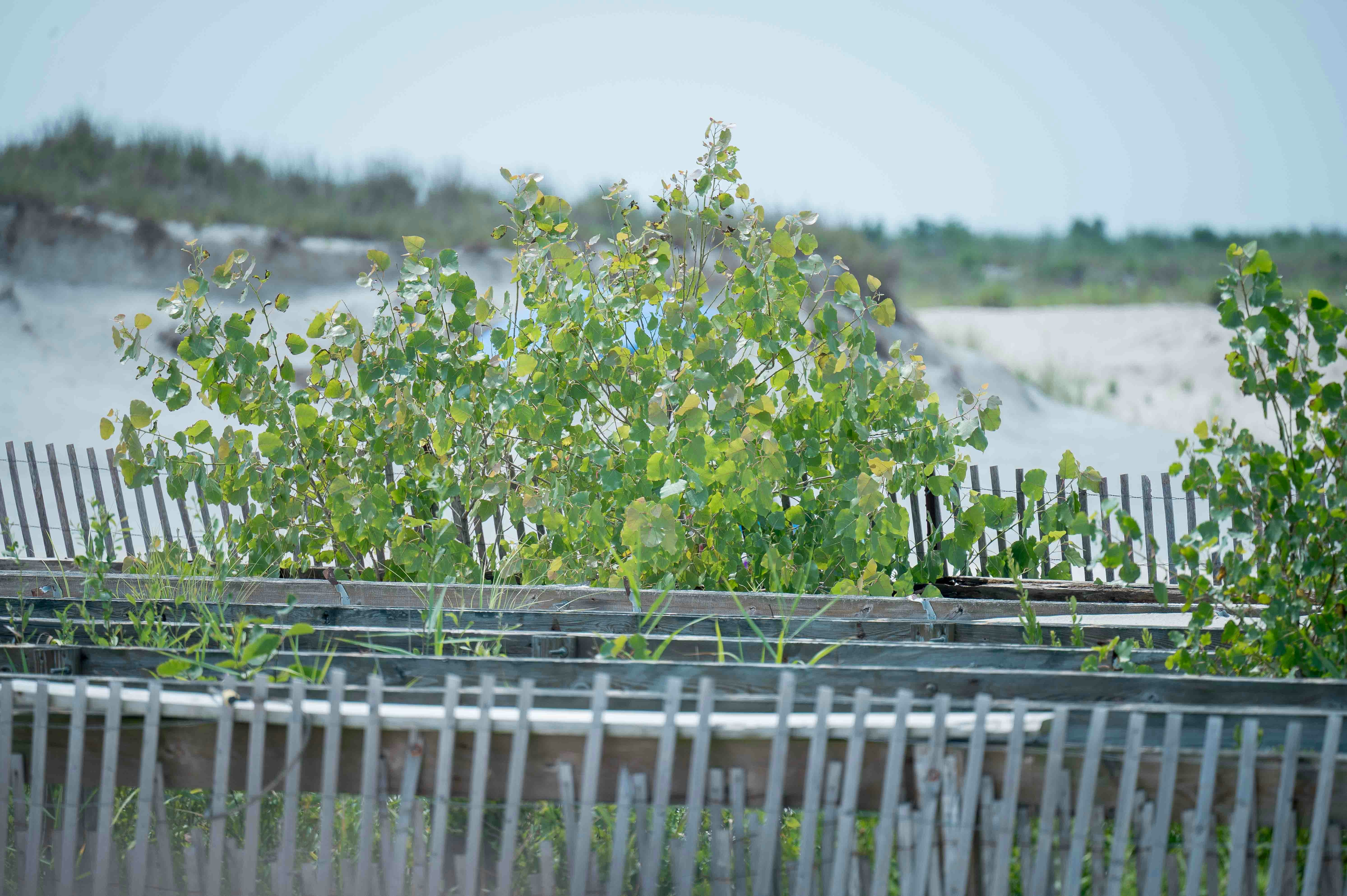 Greenery Crowding the Dune Fence