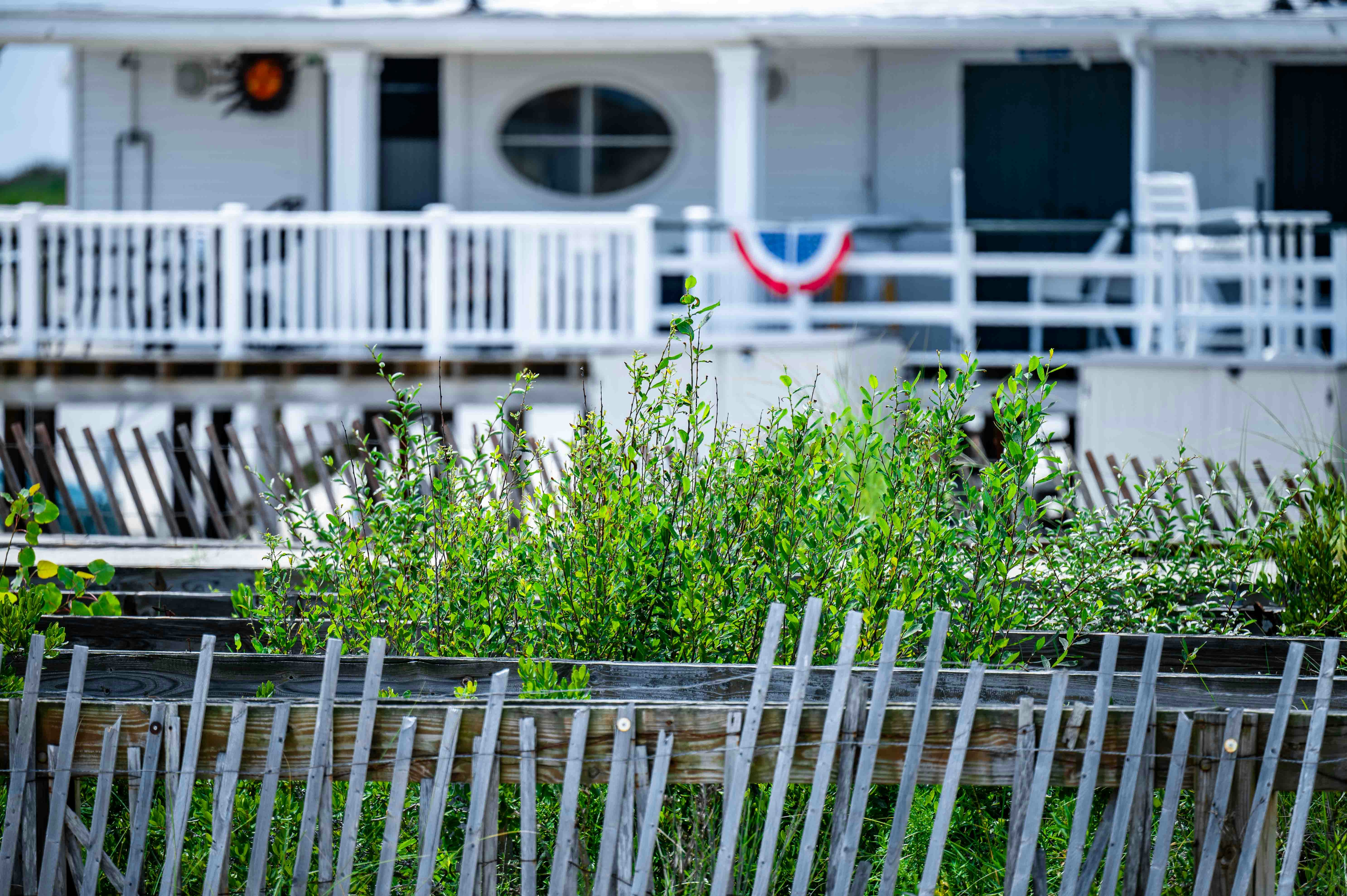 Overgrown Fence Framing a Quiet Waterfront Home