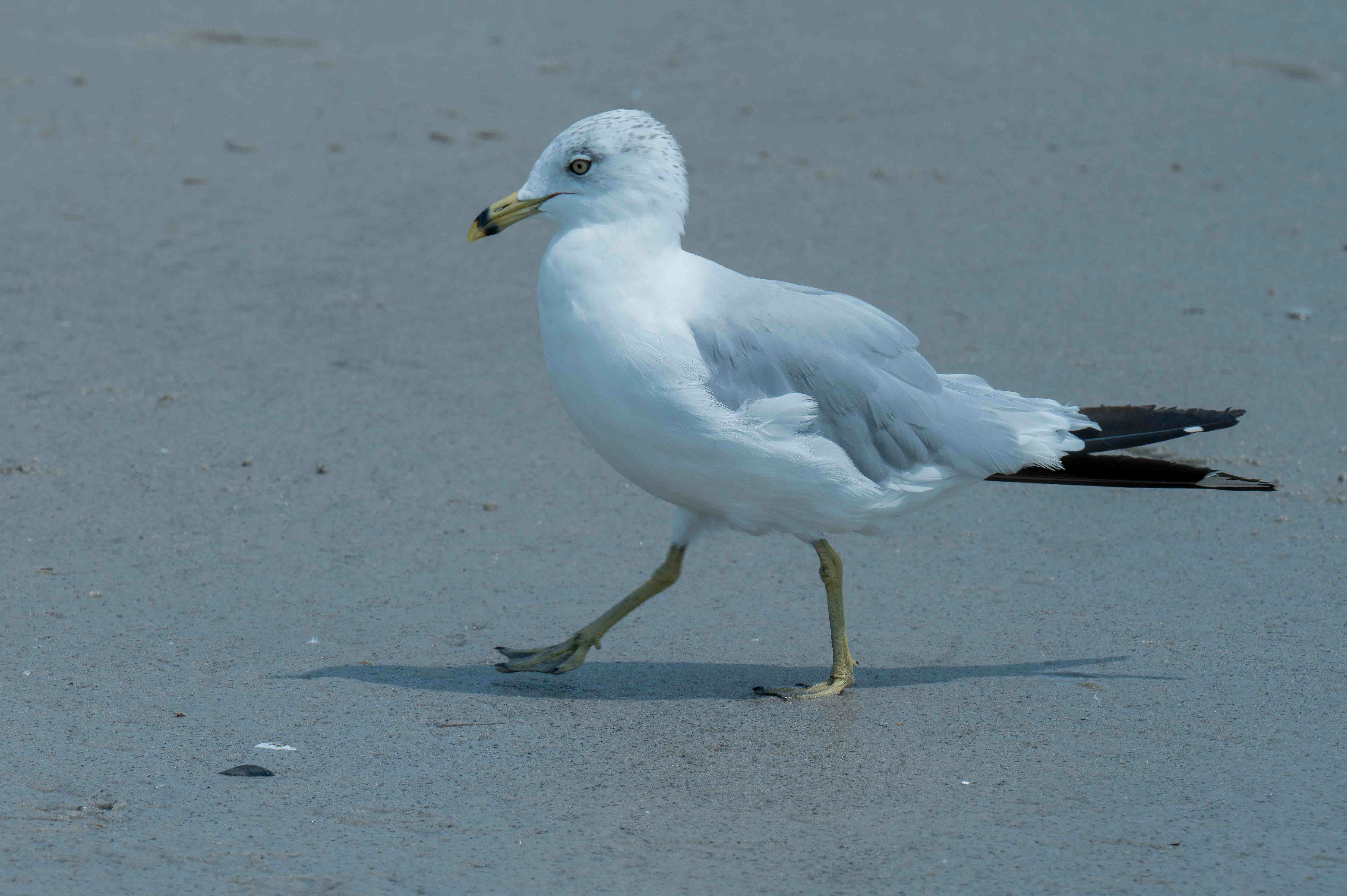 Graceful Shore Walker: A Seagull on the Quiet Beach