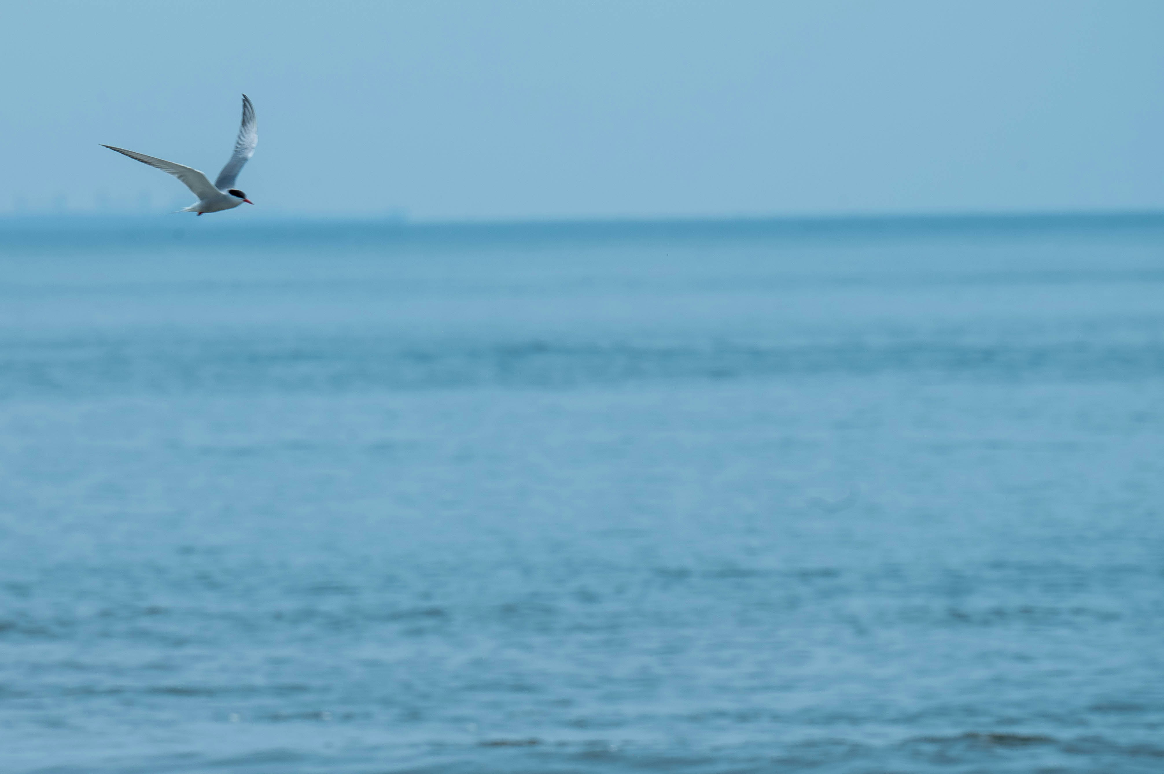 Winged Glimpse Over a Quiet Sea