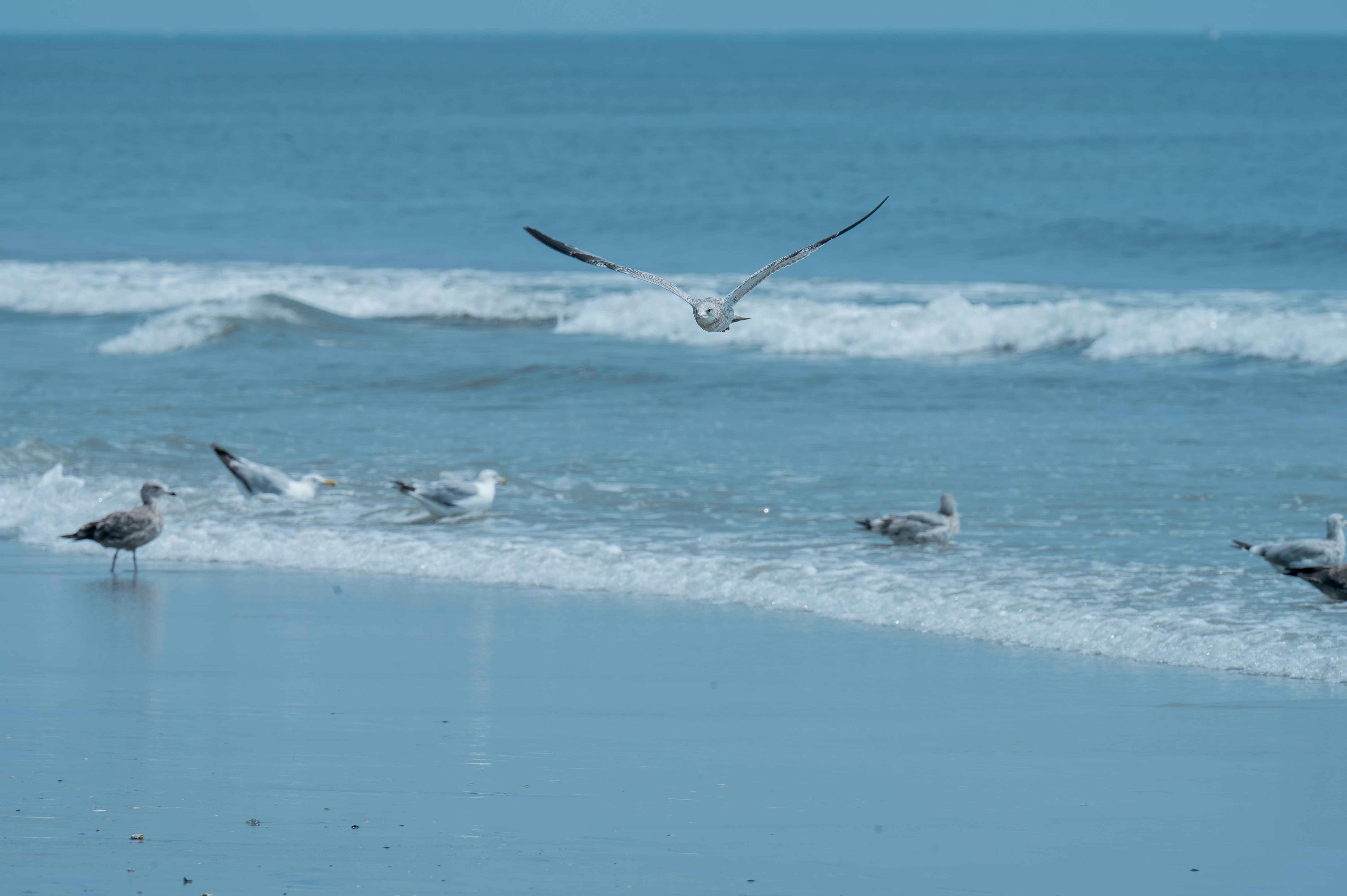 Seabirds in Flight over a Coastal Crest