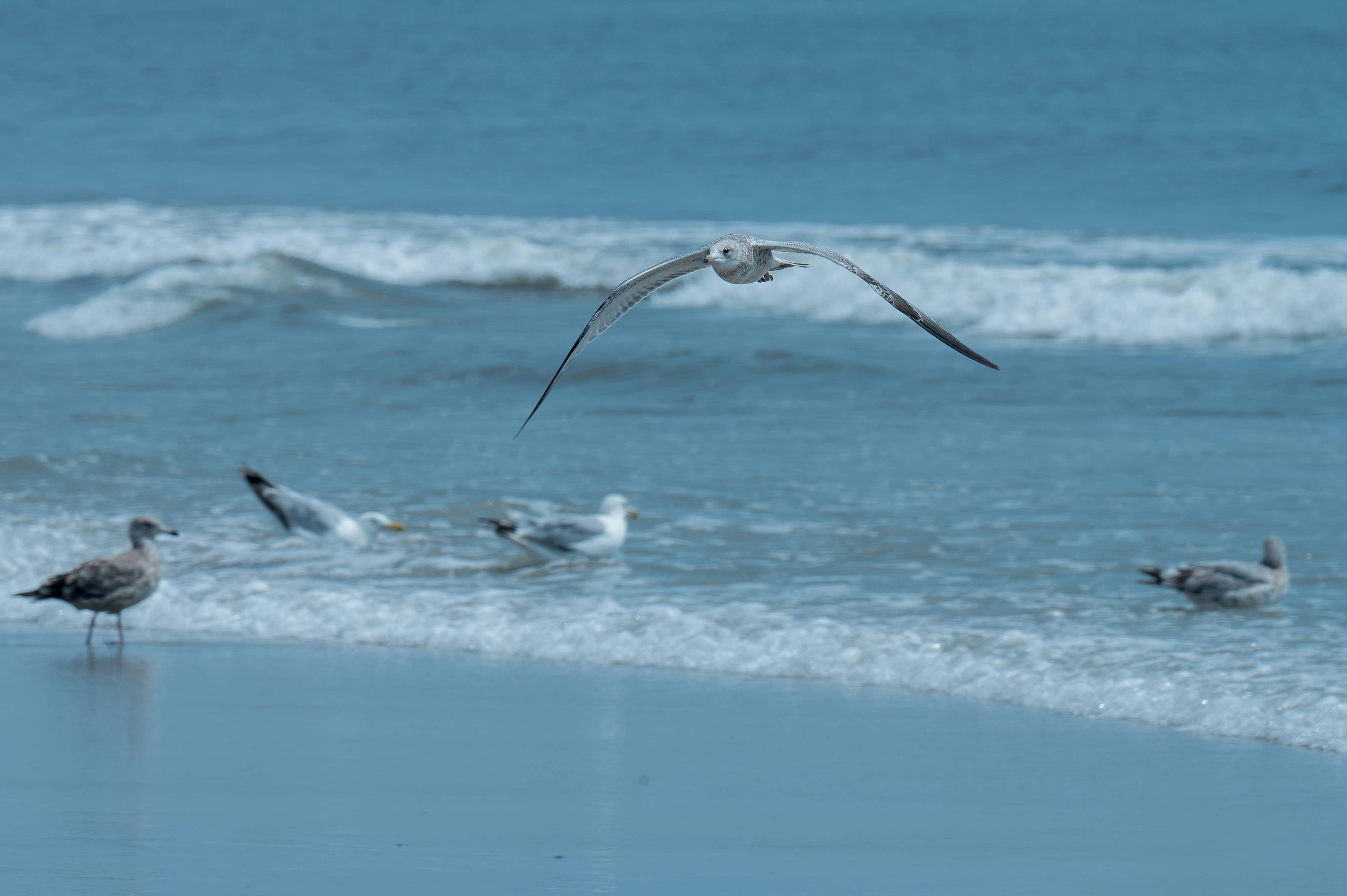 Winged Glide Over the Lip of the Shore