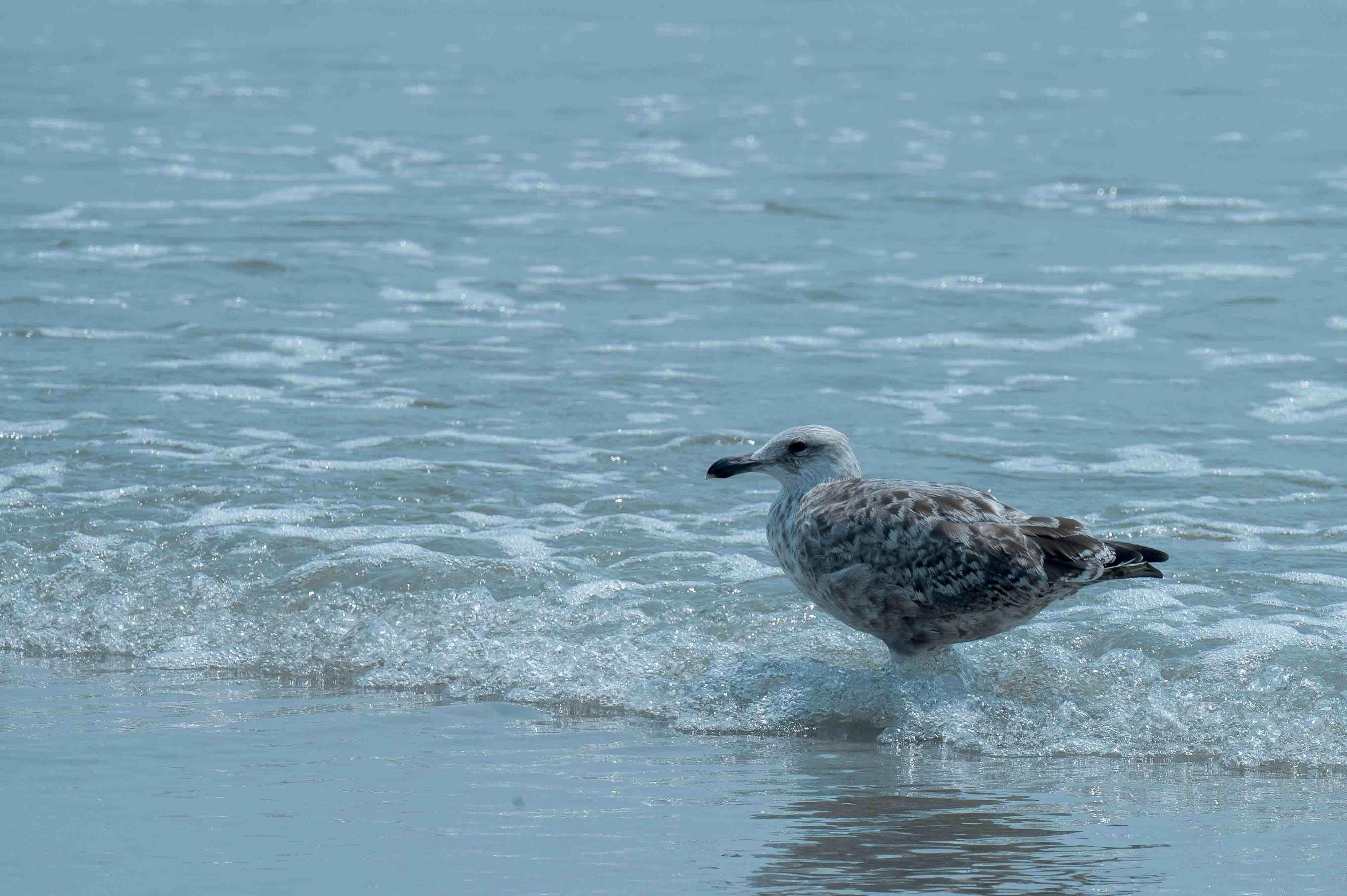 Seabird in Soft Dawn Light Lifts from Tidal Ripples