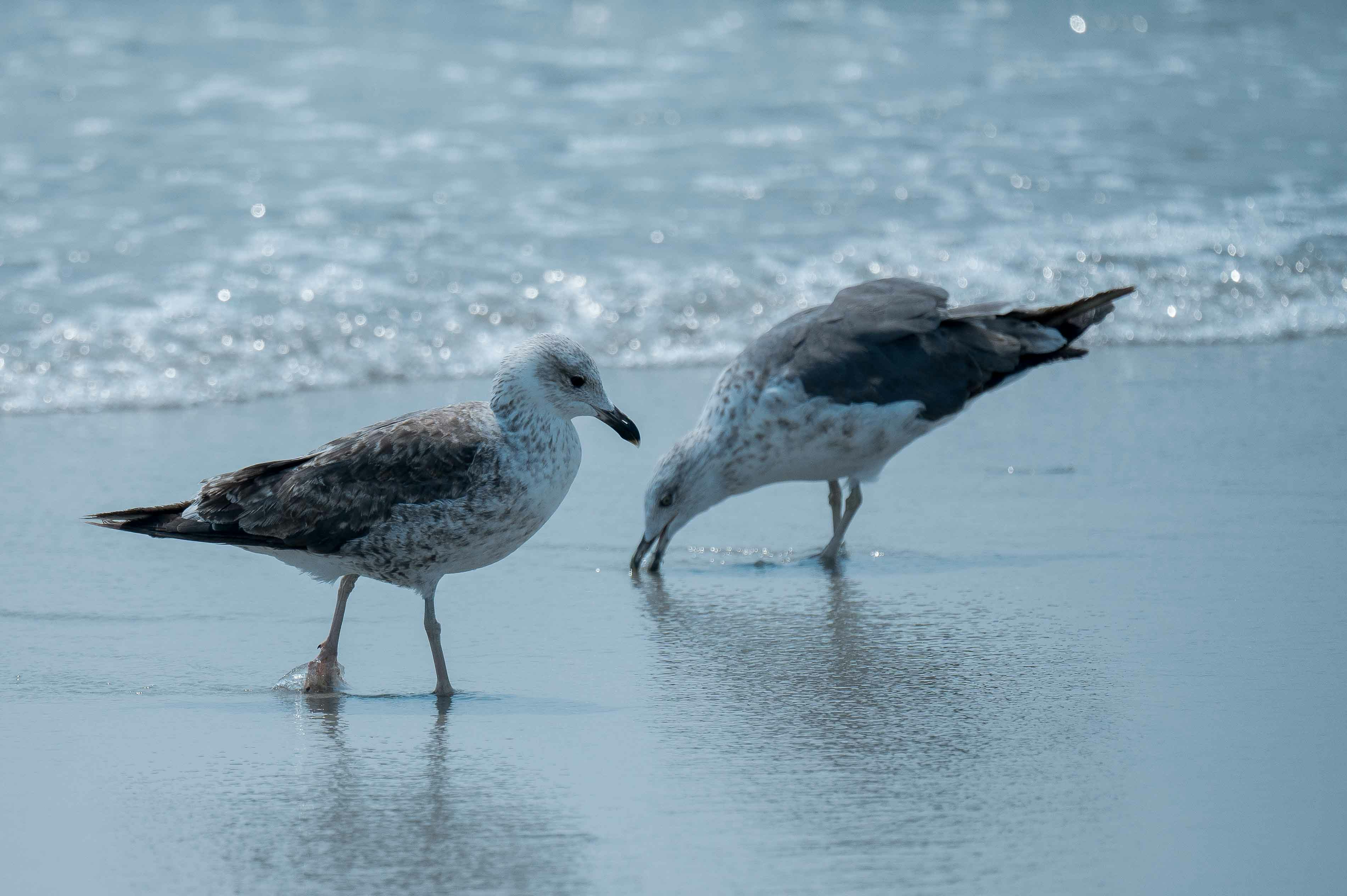 Two Shorebirds Pause on Echoing Tide