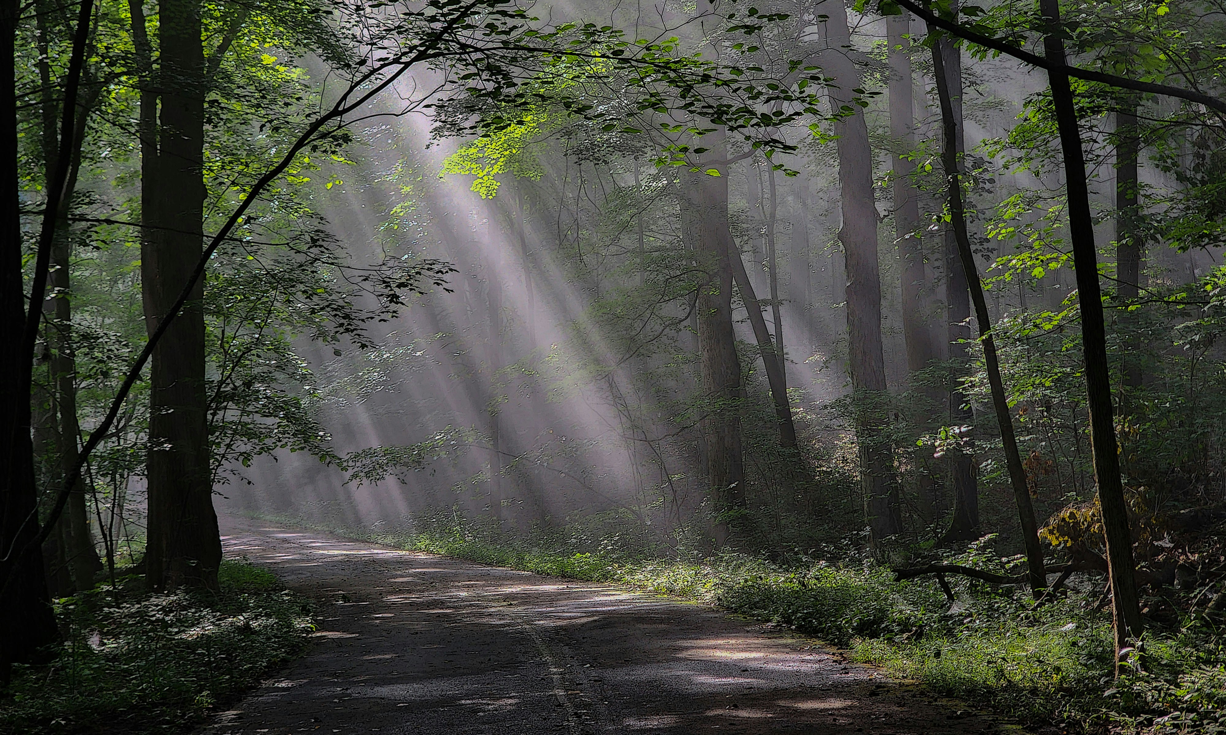 Sunbeams on a Quiet Forest Path