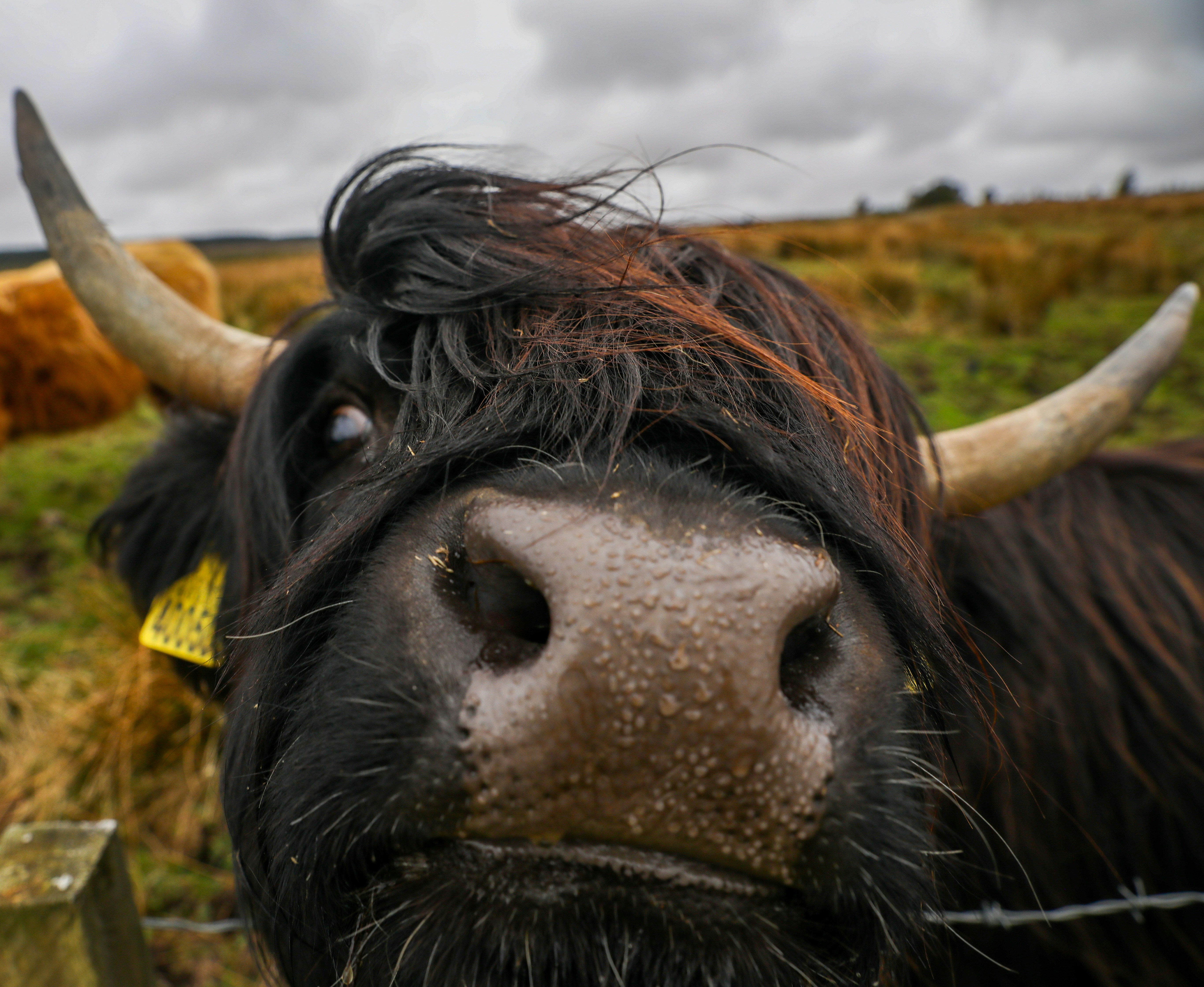 Close-up of a Highland cow’s nose and horns in a pastoral scene