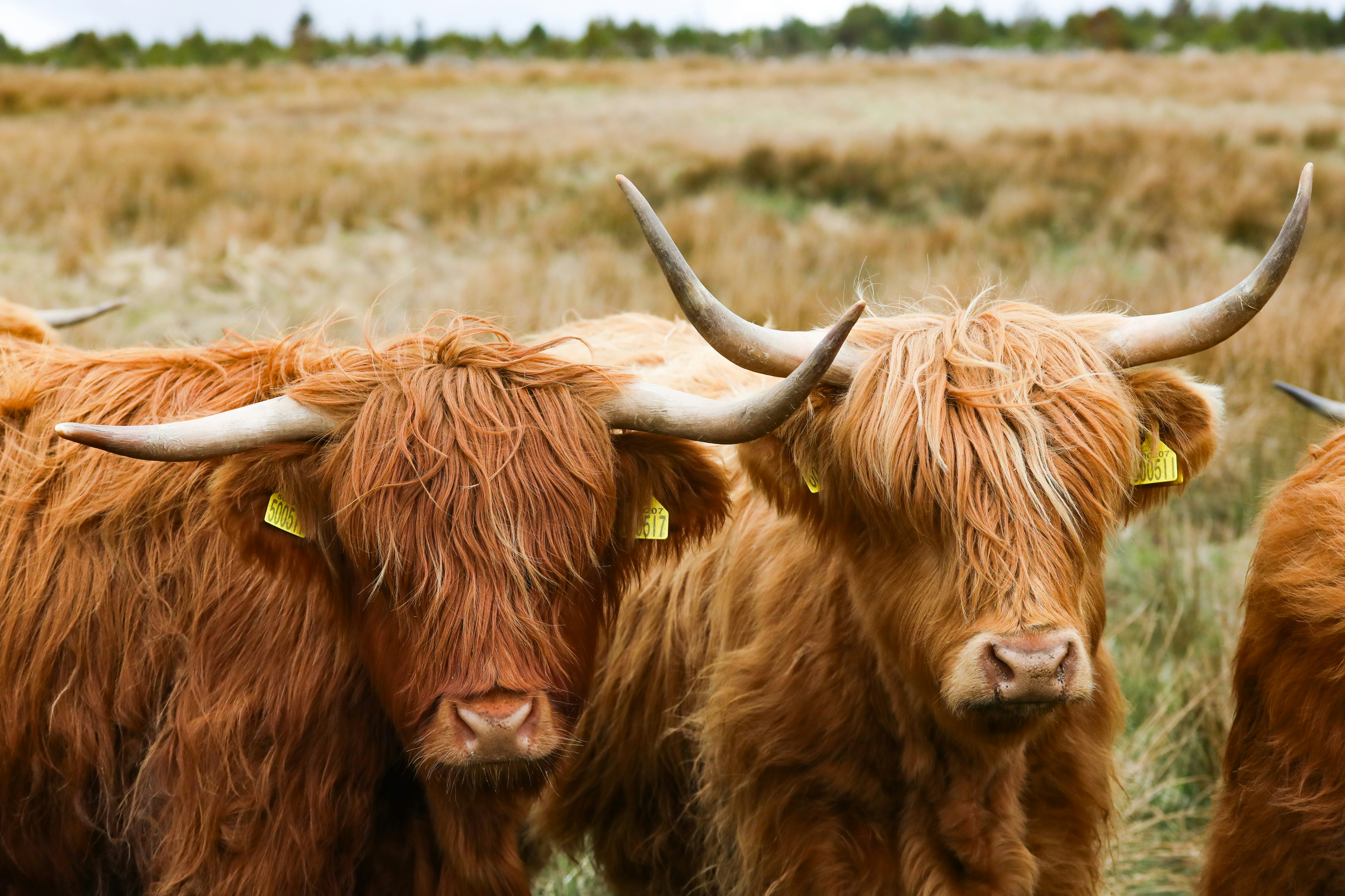 Ruddy Highlanders: A Calm Gaze Amid Open Grasslands