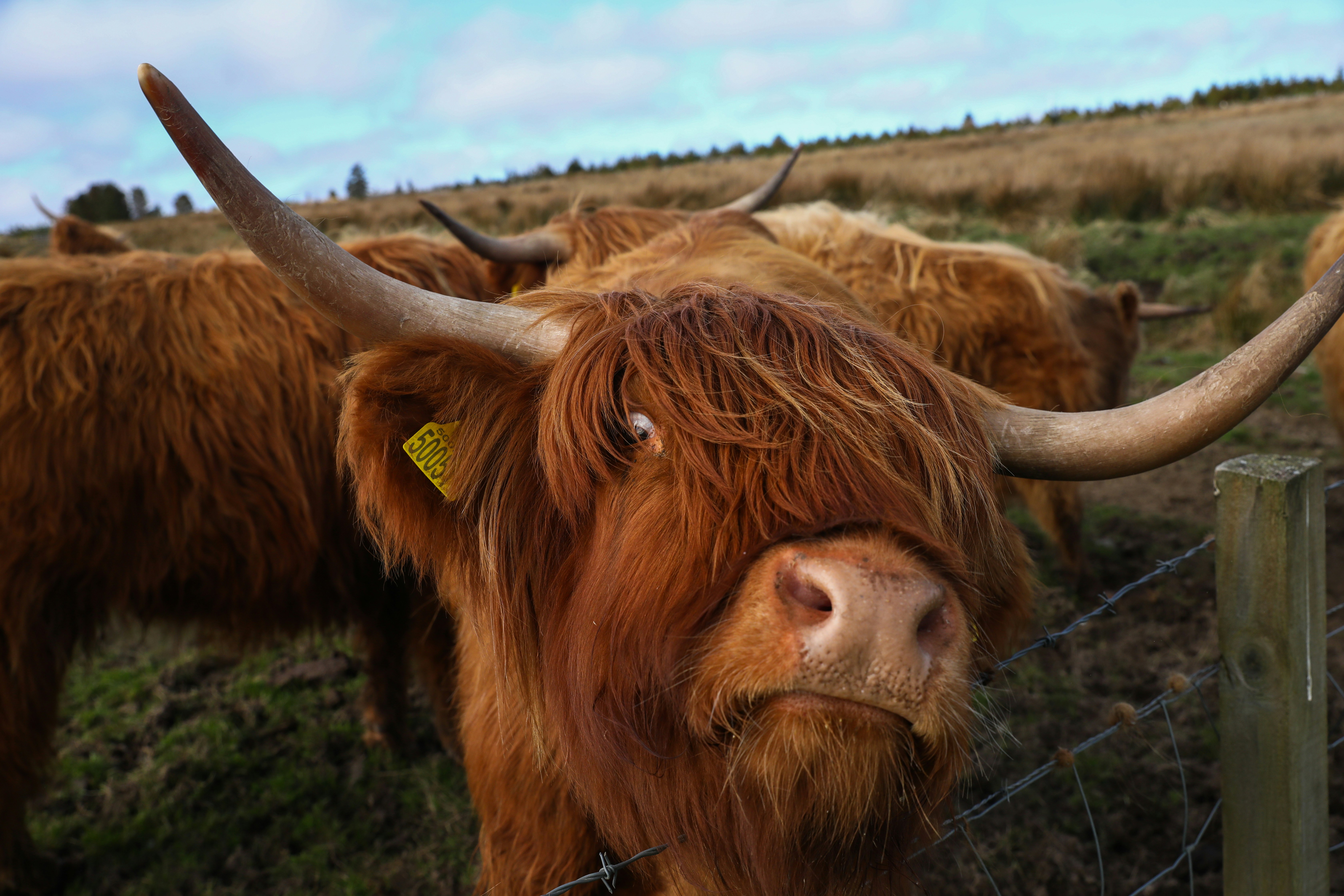 Close-Up in the Highland Herd: A Highland Cow Glance