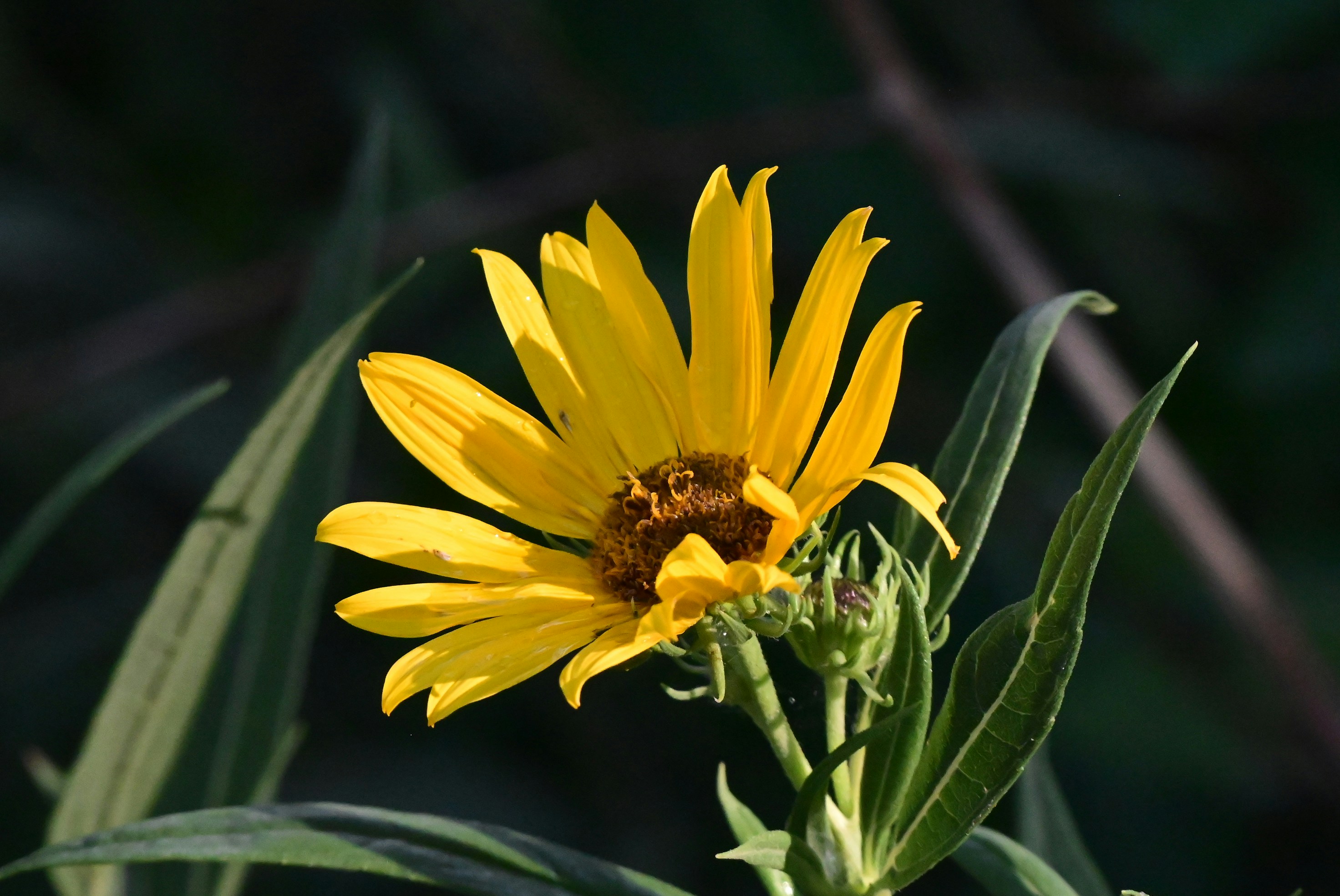 Sunlit Yellow Daisy Reaching Toward the Light