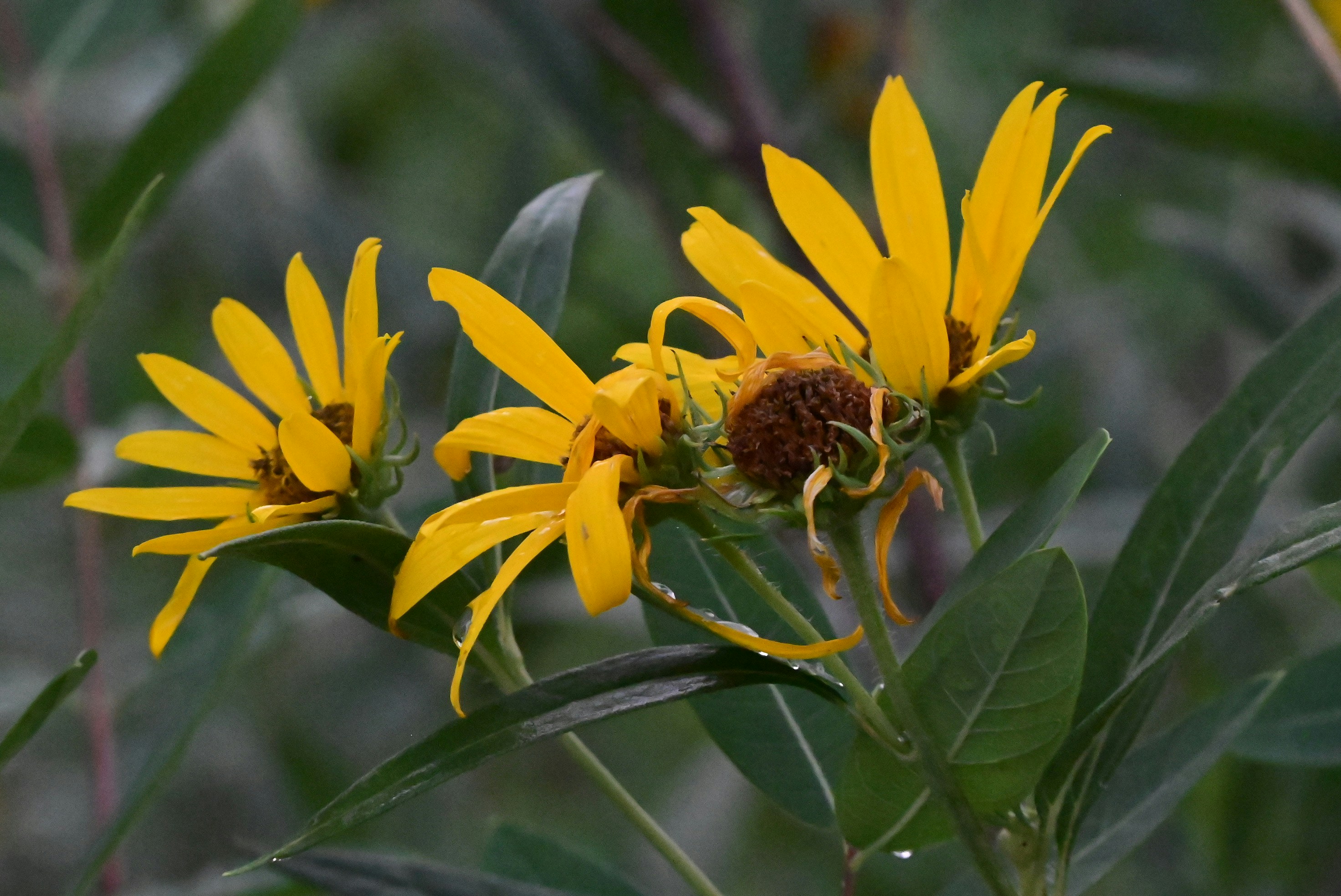 Sunlit Scarlet Bloom: A Pair of Yellow Wildflowers in Focus