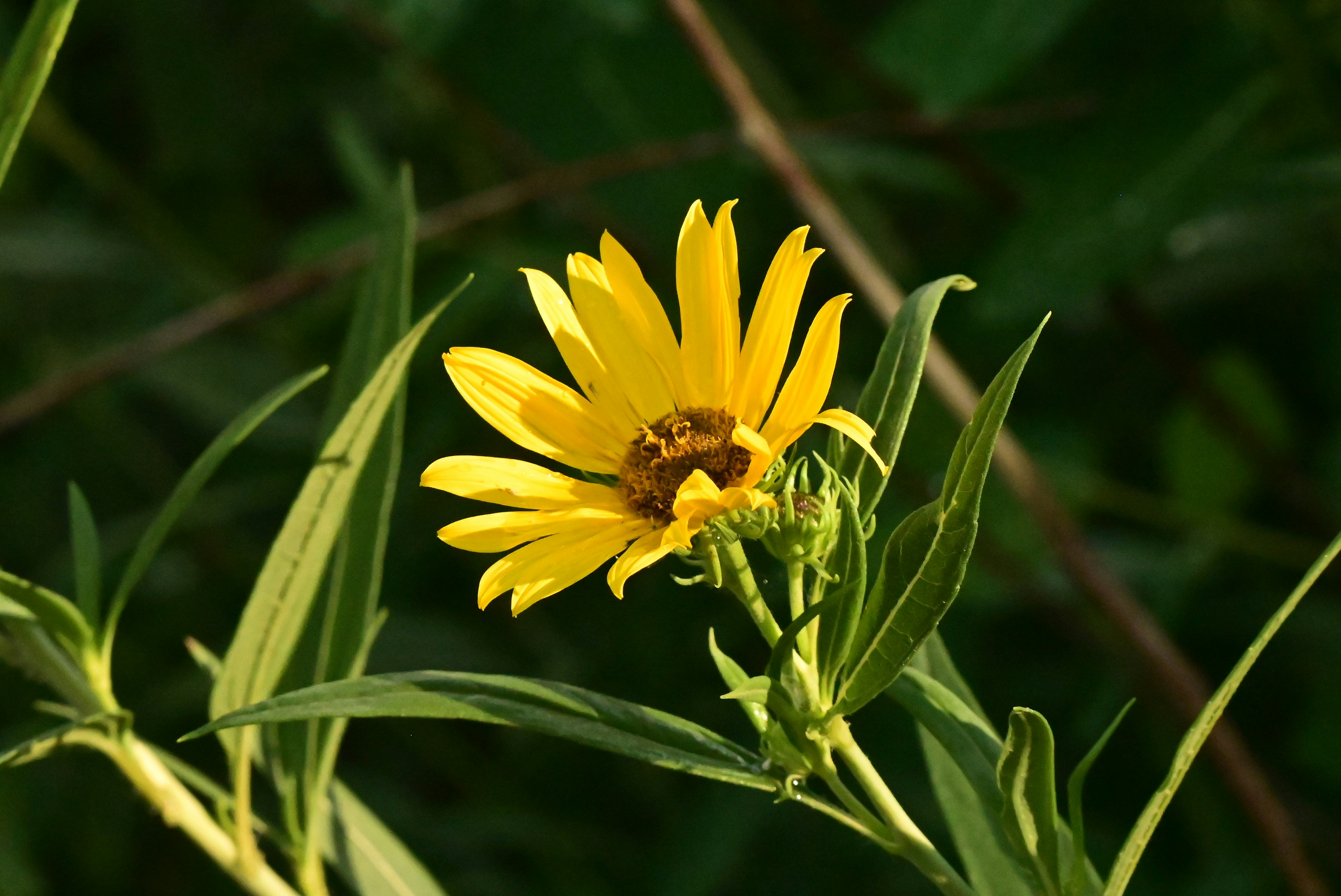 Sunlit Golden Core: a close-up of a bright yellow bloom against a green backdrop