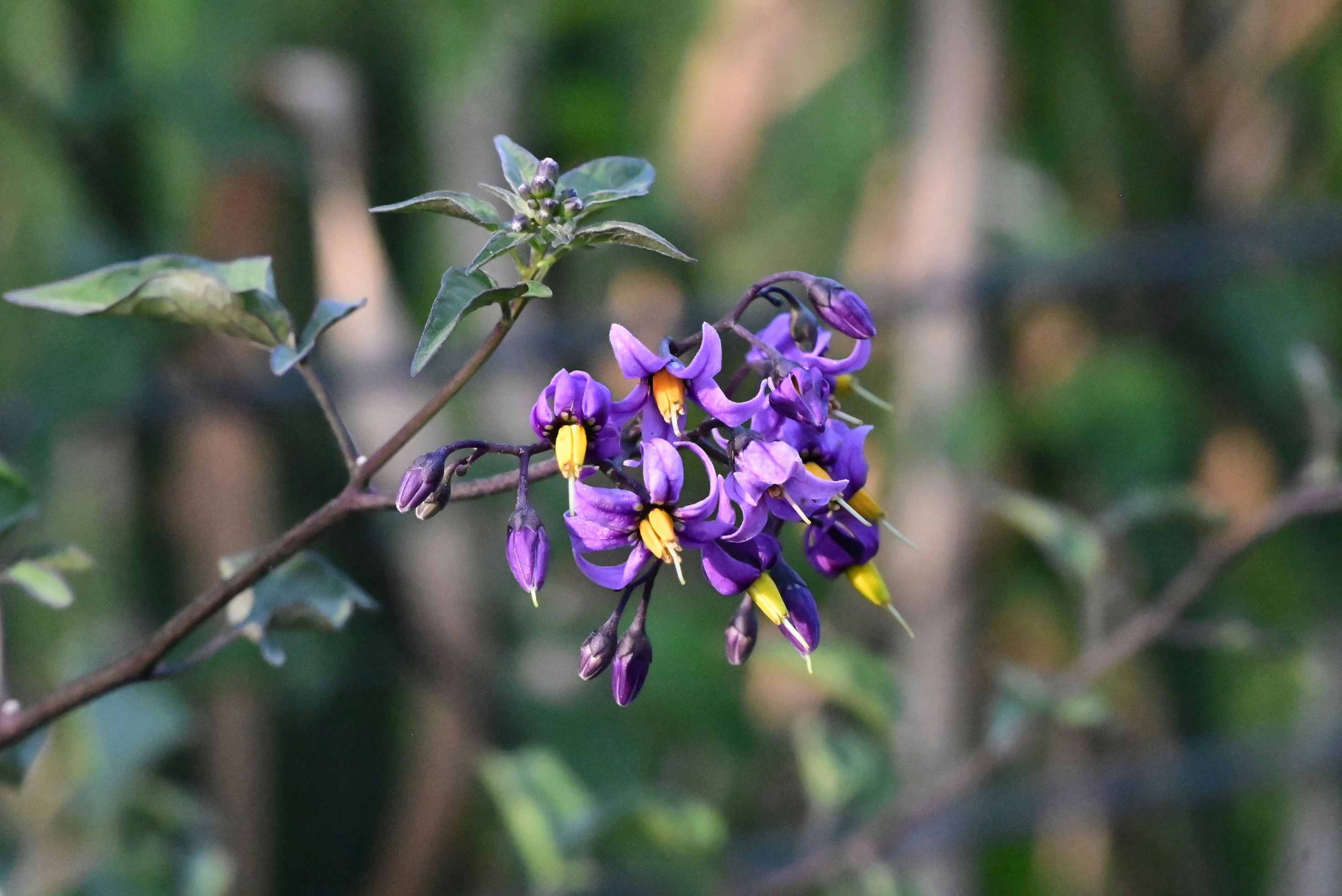 Purple blooms in focus: a delicate cluster against a blurred garden backdrop