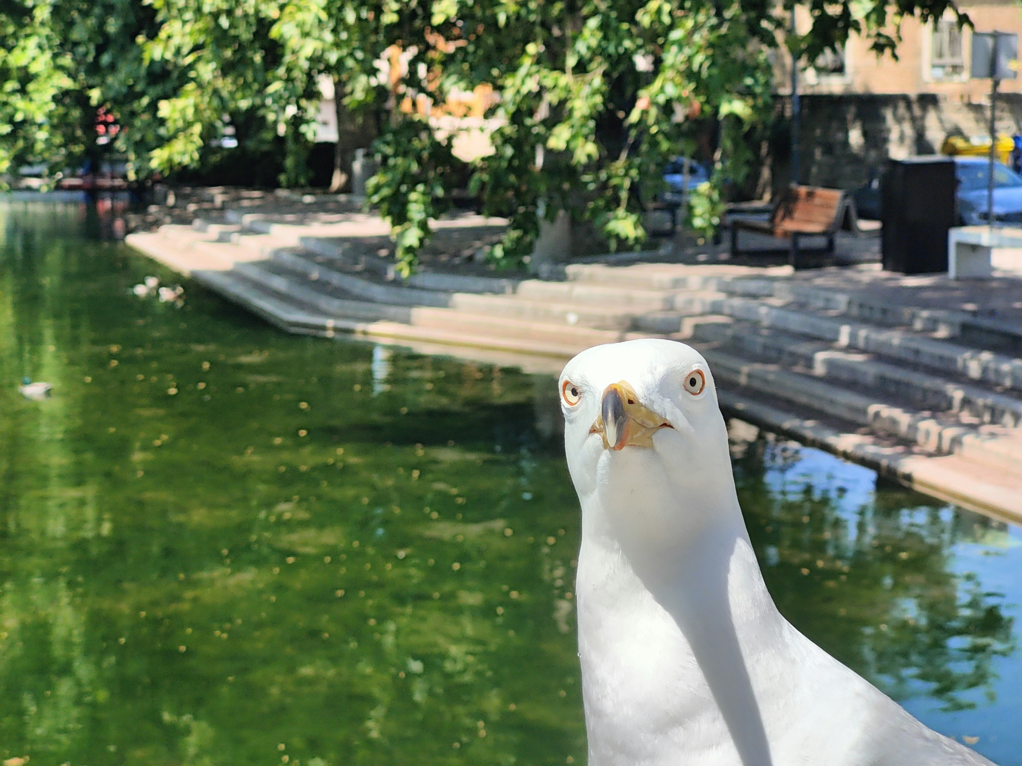 Portrait of a Curious Seagull Over a Sunlit Canal