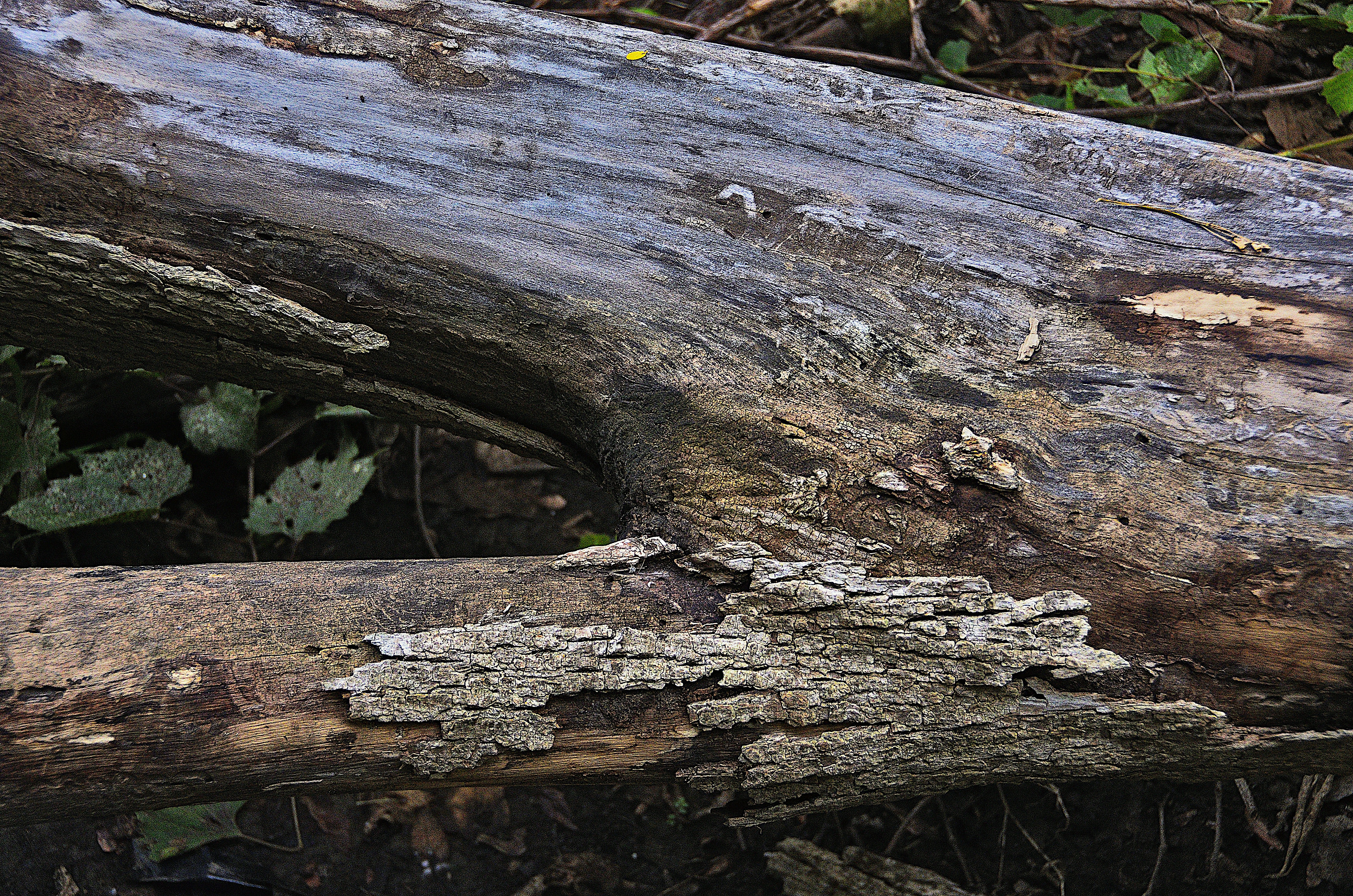 Weathered Log: Strata of Decay and Forest Floor Texture