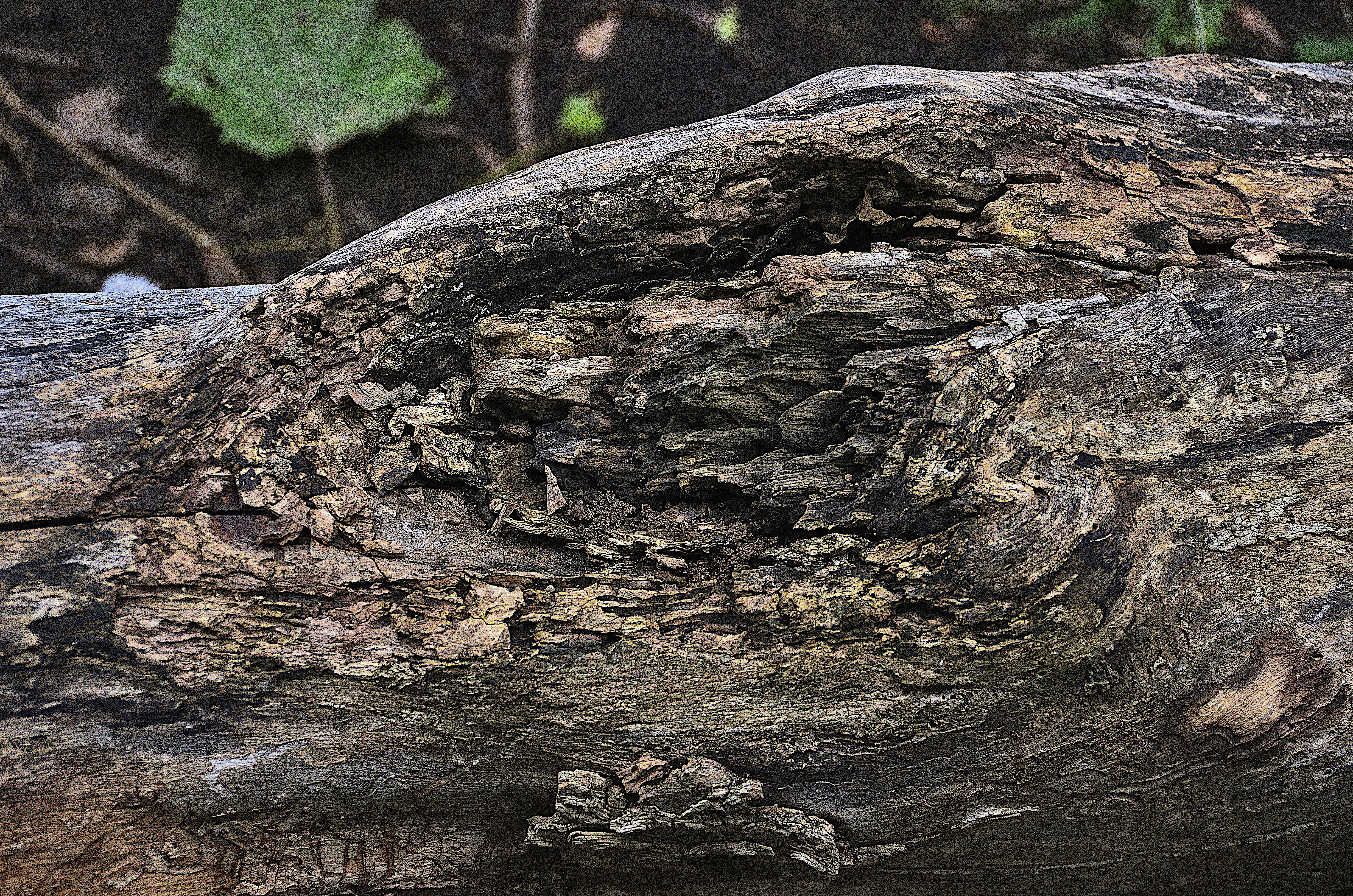 Weathered Log: Textured Bark Lines and Moss along a Forest Stream