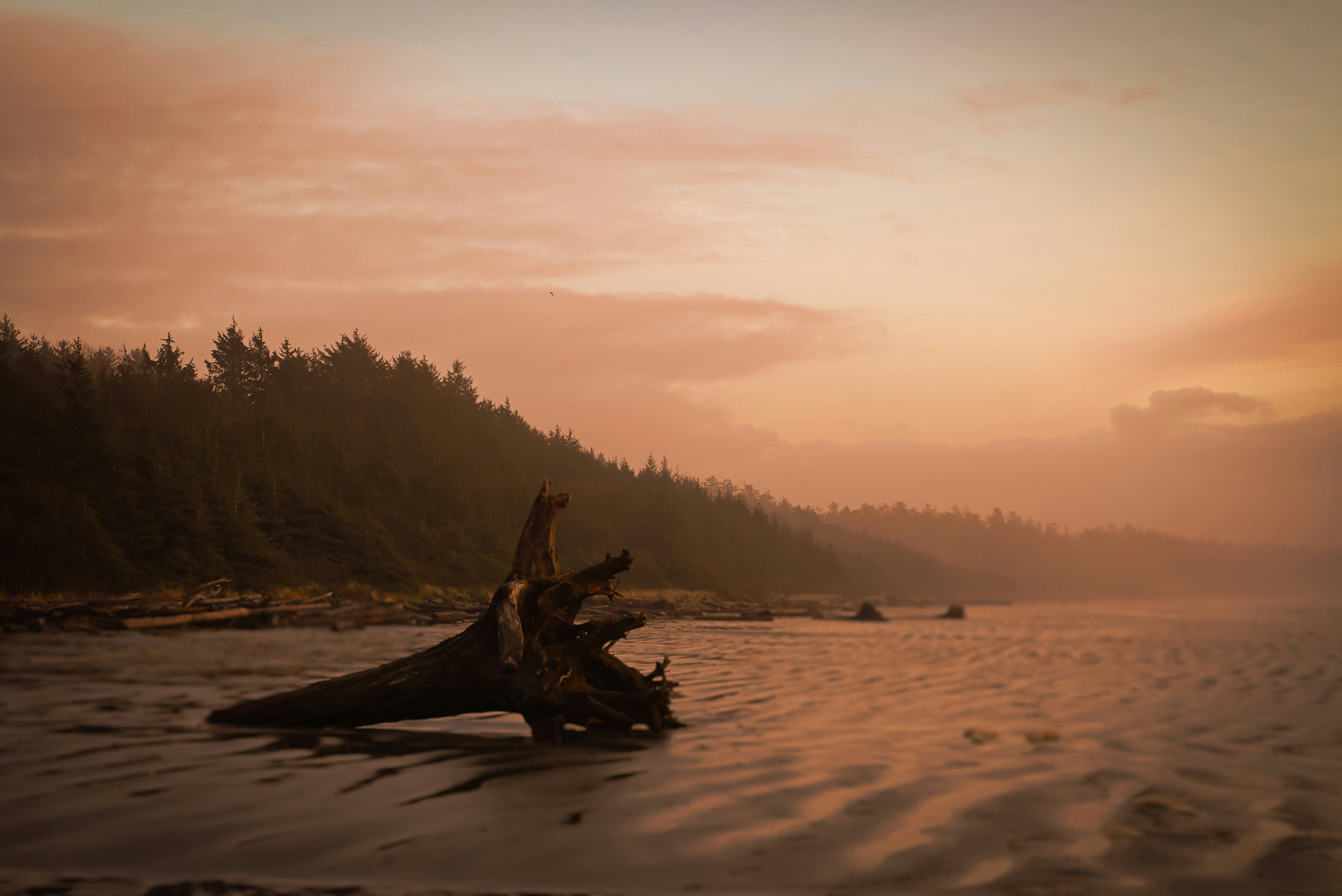 Driftwood on a Quiet Lake at Dusk