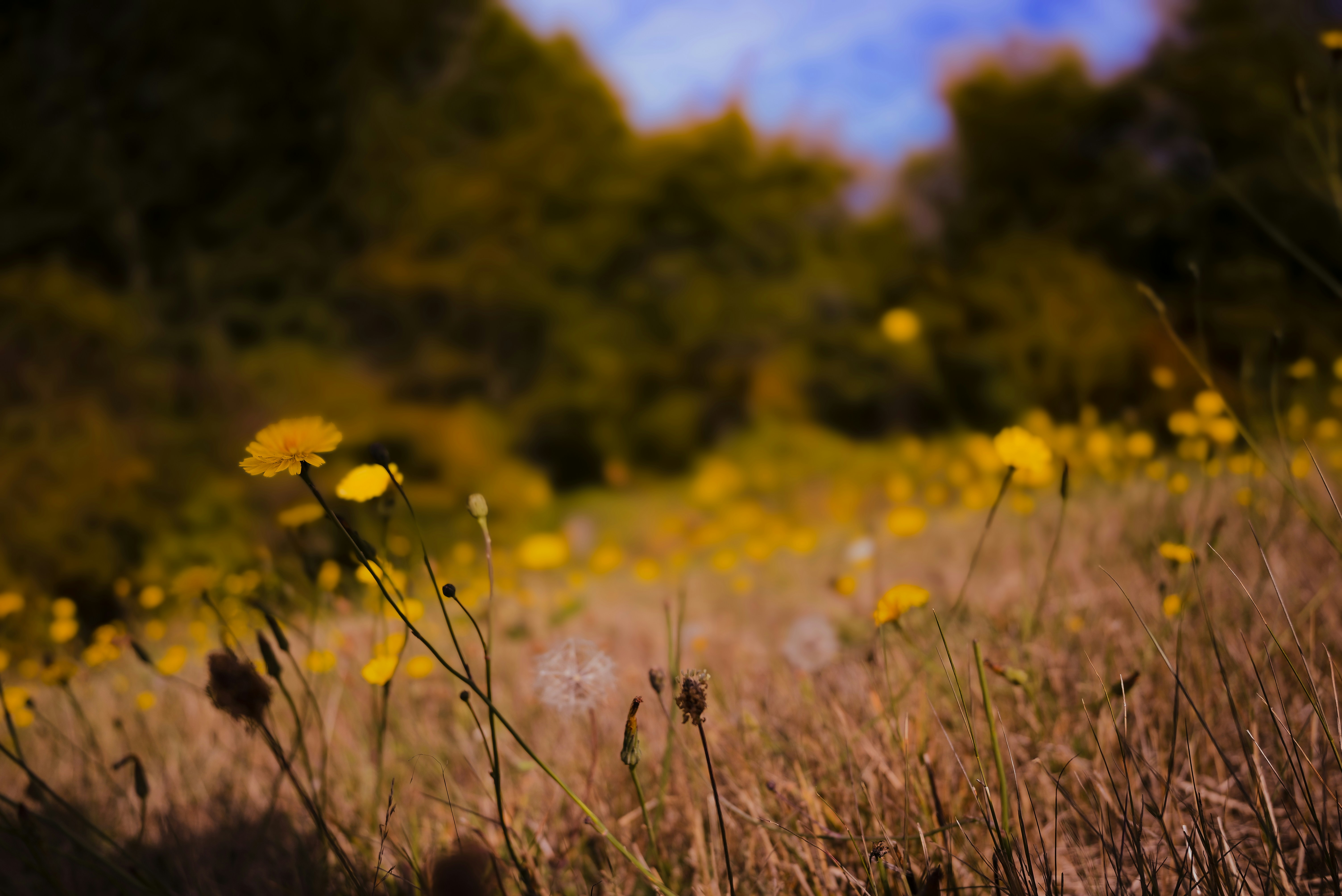 Golden Meadow: Dandelions and Warm Horizon