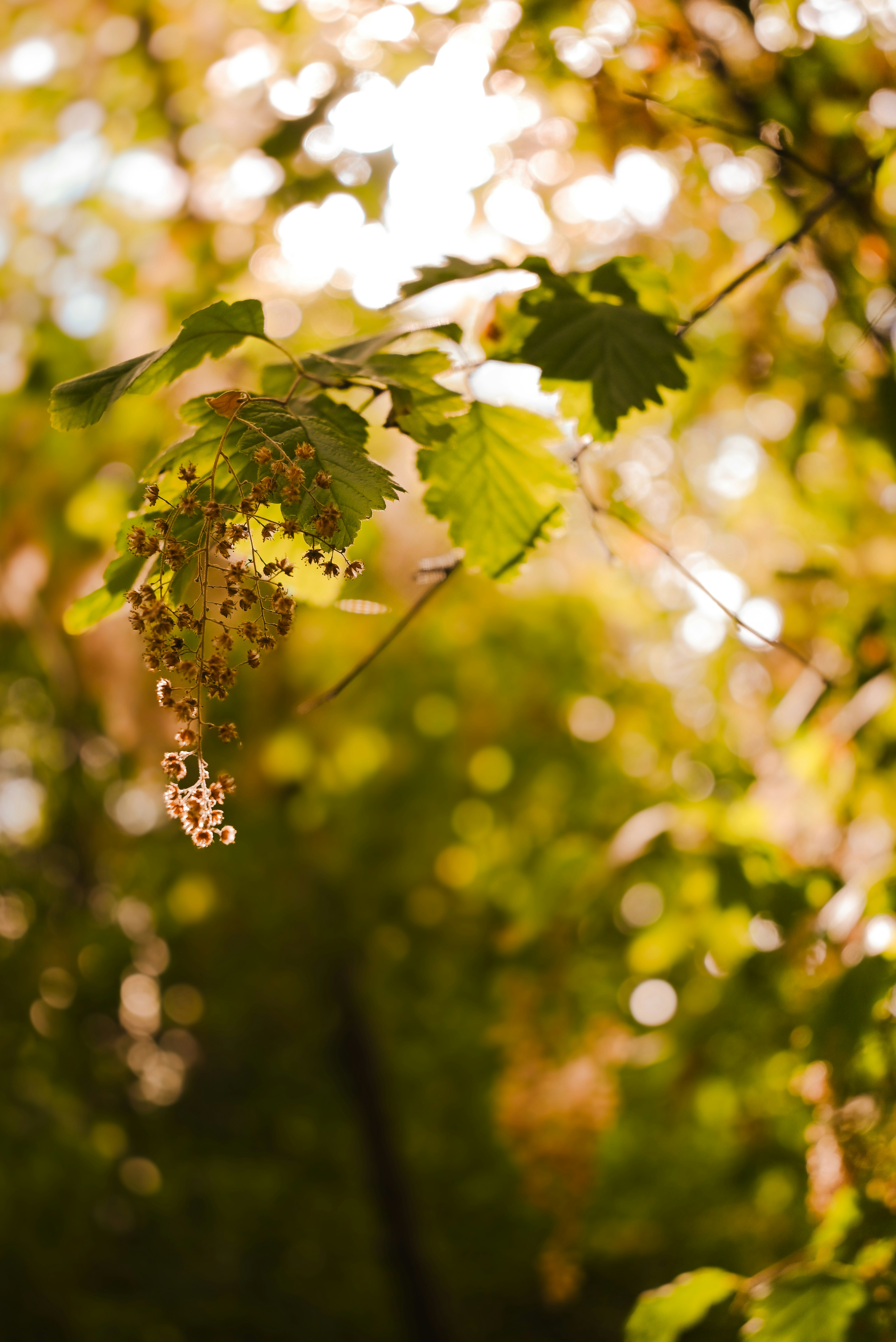 Amber Cascade: A Close-up of Autumn Berries on a Backlit Vine