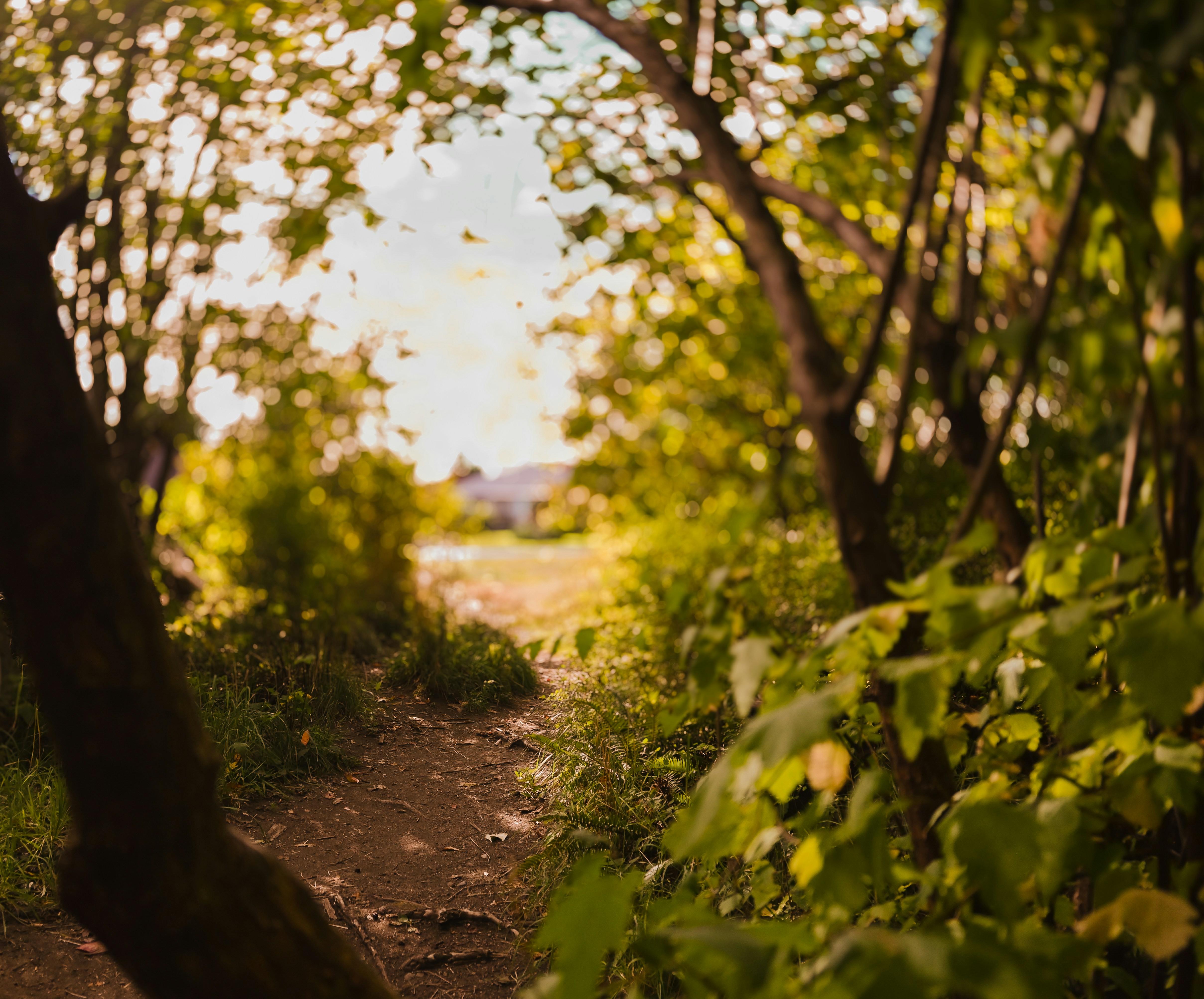 Sunlit Path Beyond the Leafy Arch