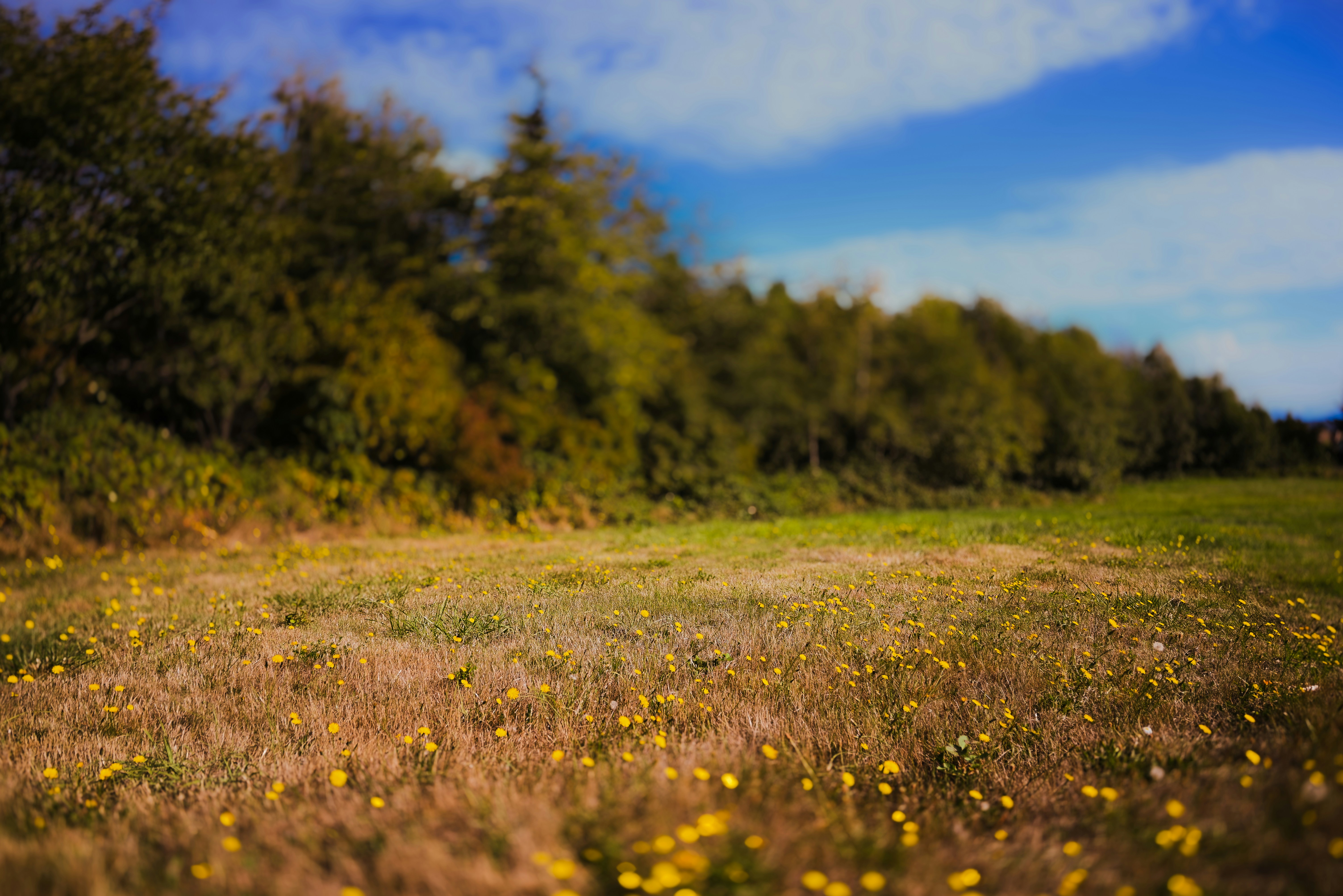 Golden Field at Dusk: A Quiet Meadow Awakens