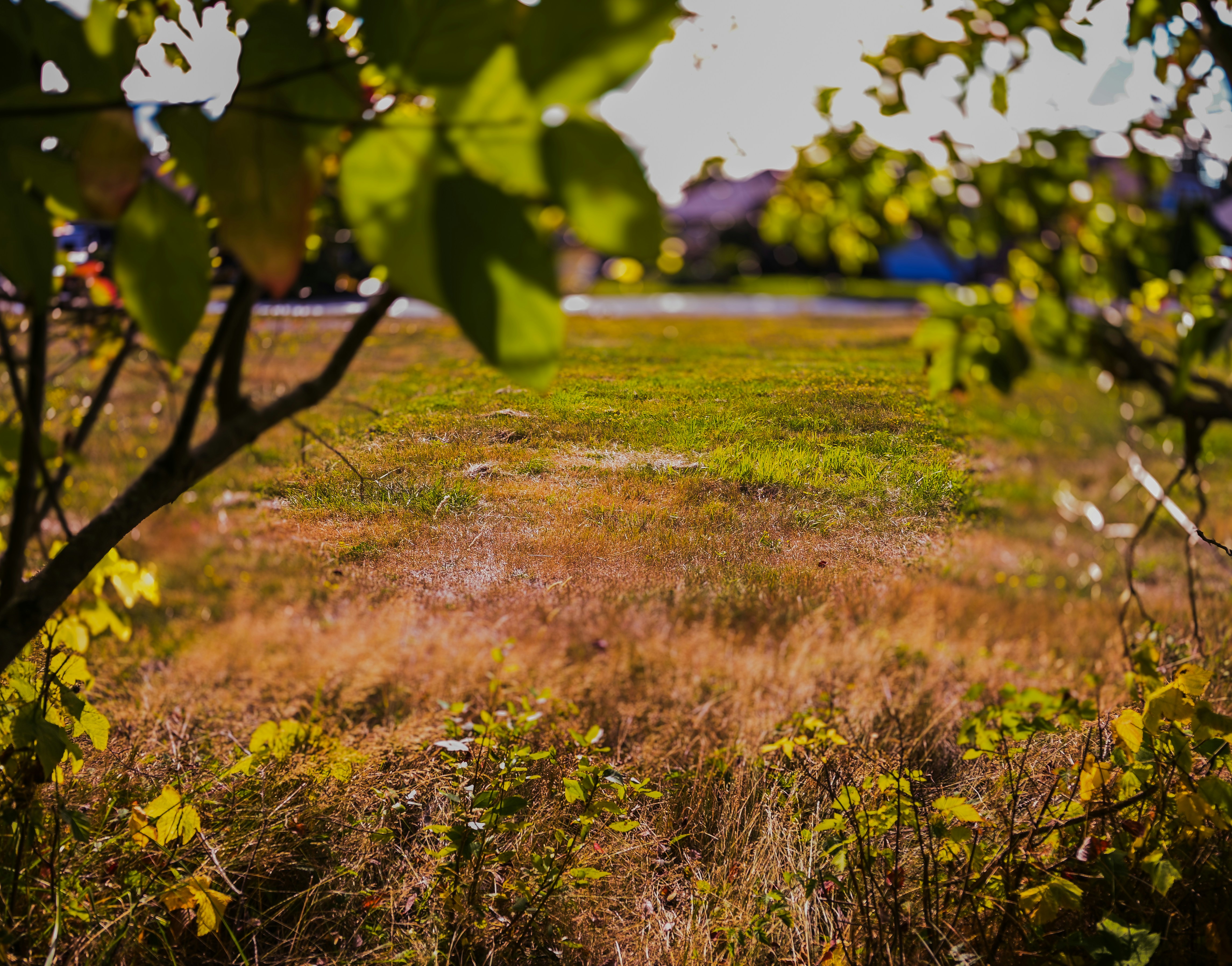 Sunlit Field Framed by Whispering Branches