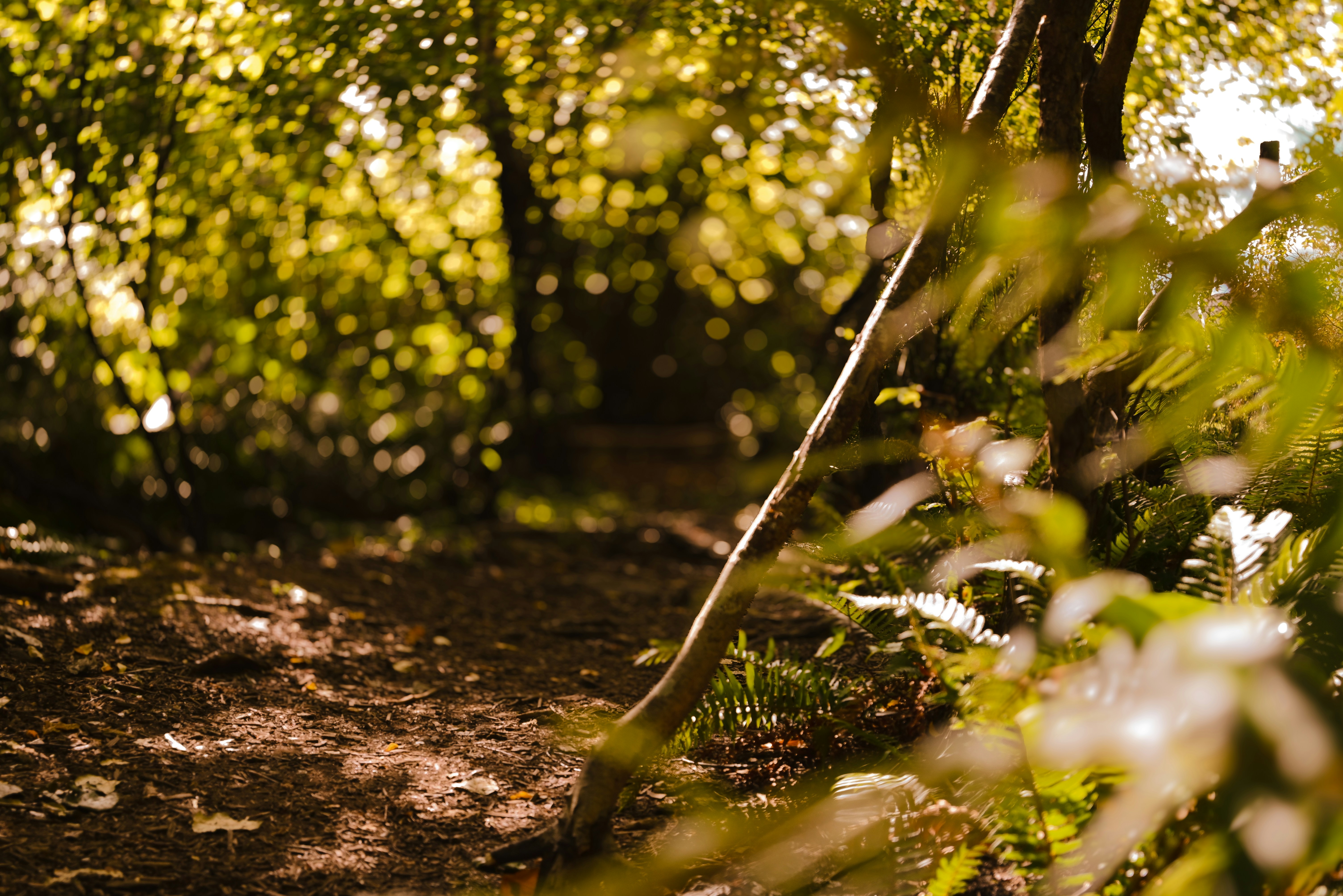Dappled Garden Quiet: Sunlit Foliage Through a Hidden Thicket