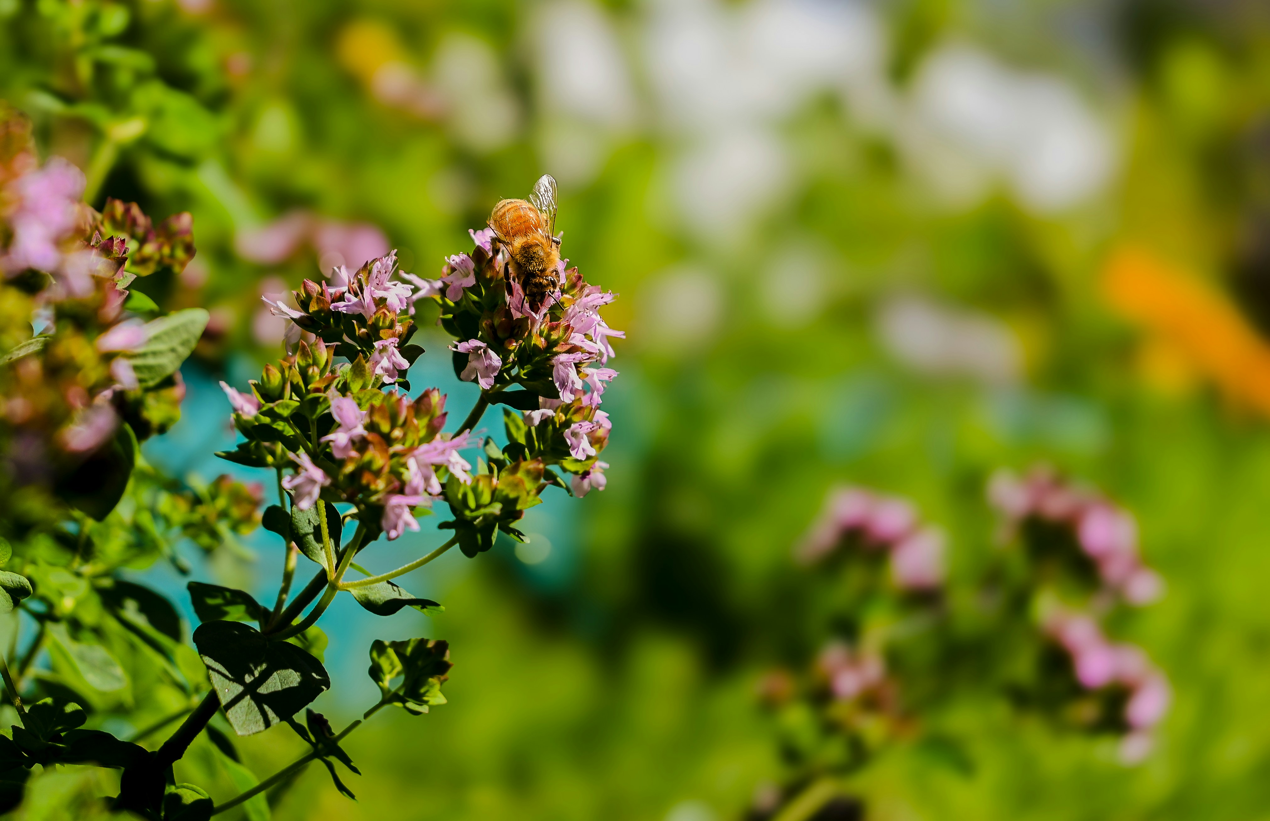 Bee on a Cluster: A Sunlit Bloom in a Quiet Garden