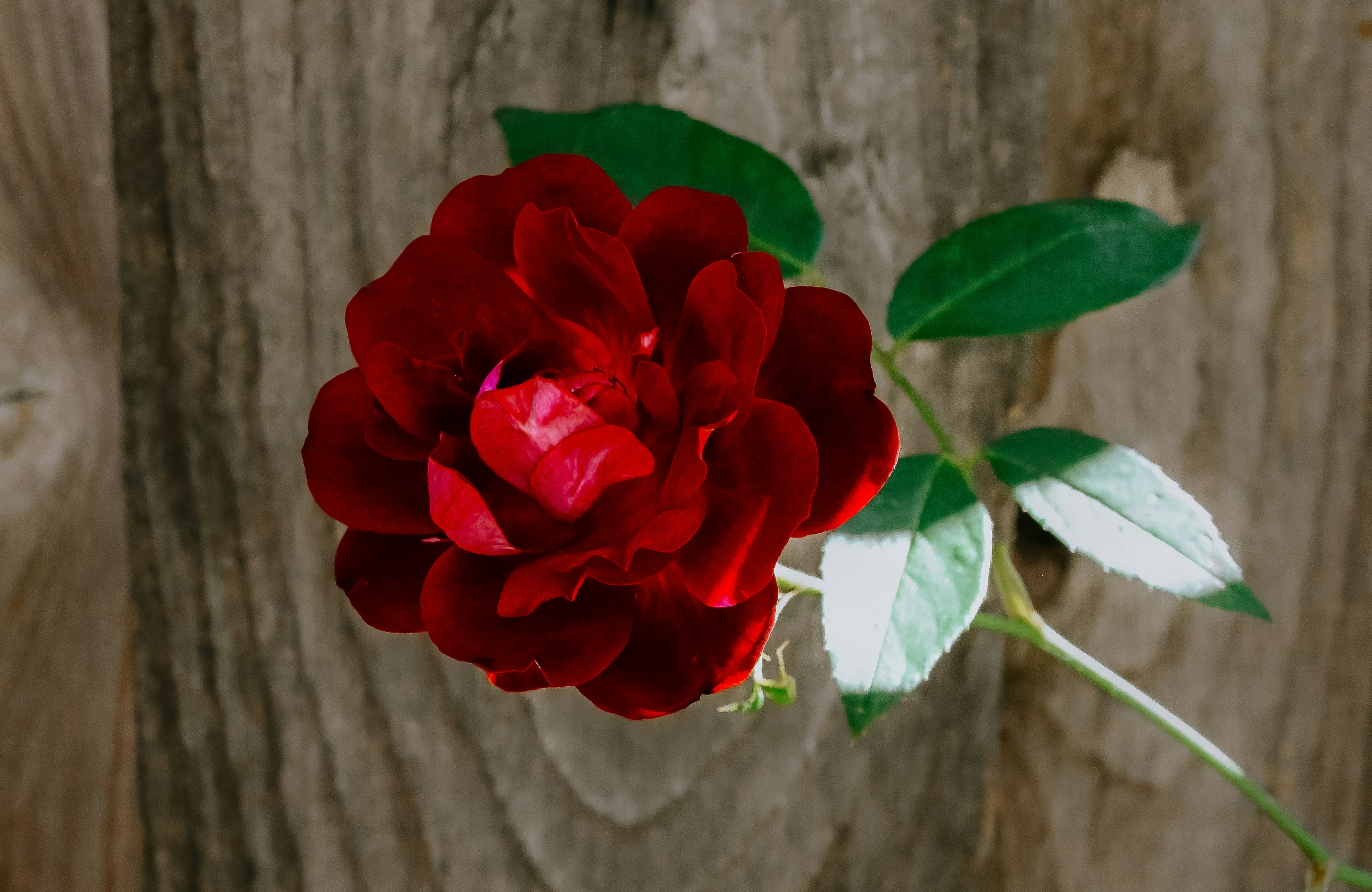 Crimson Bloom Clinging to Weathered Wood