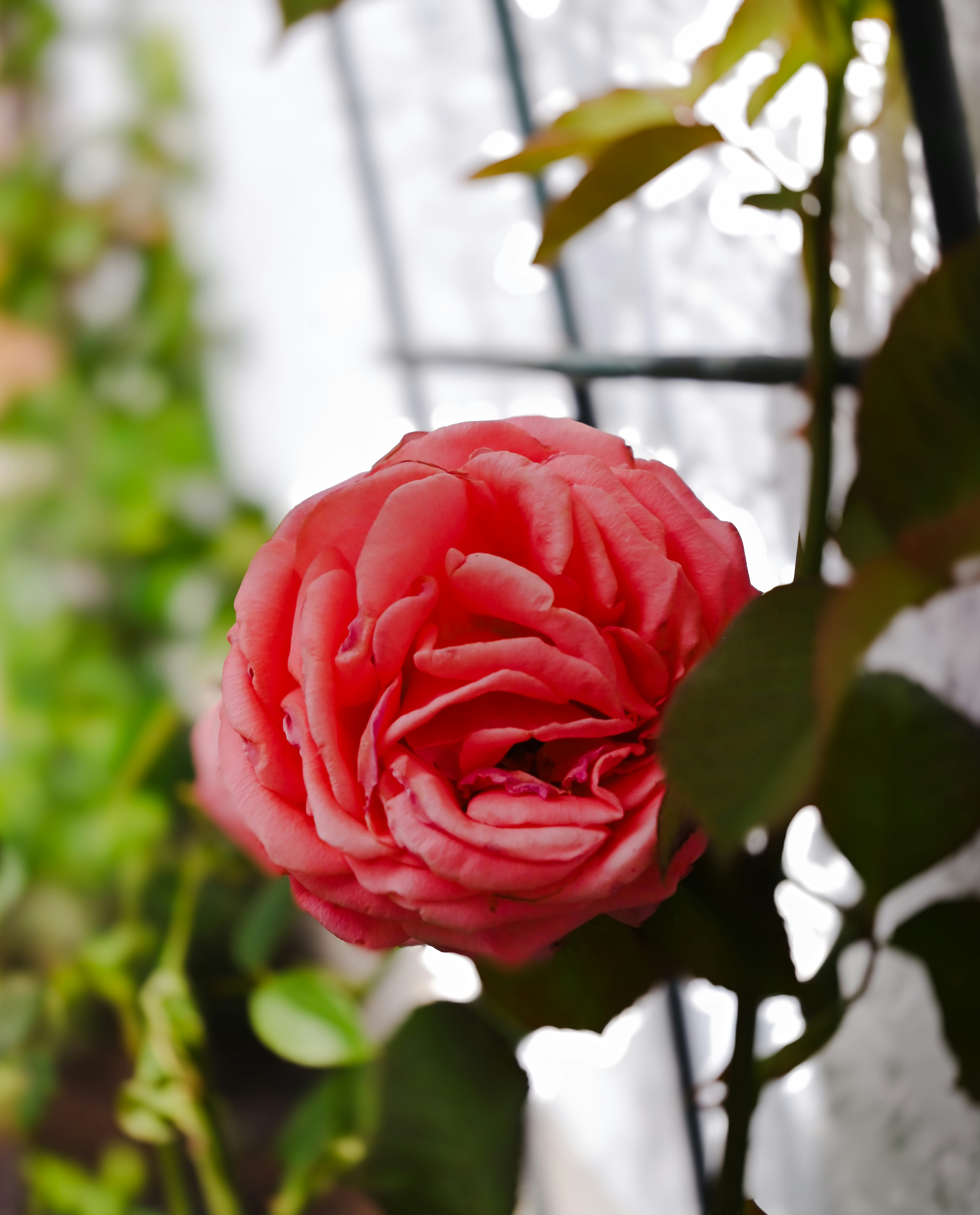Rose in Focus: A Close-Up Whisper of Petals