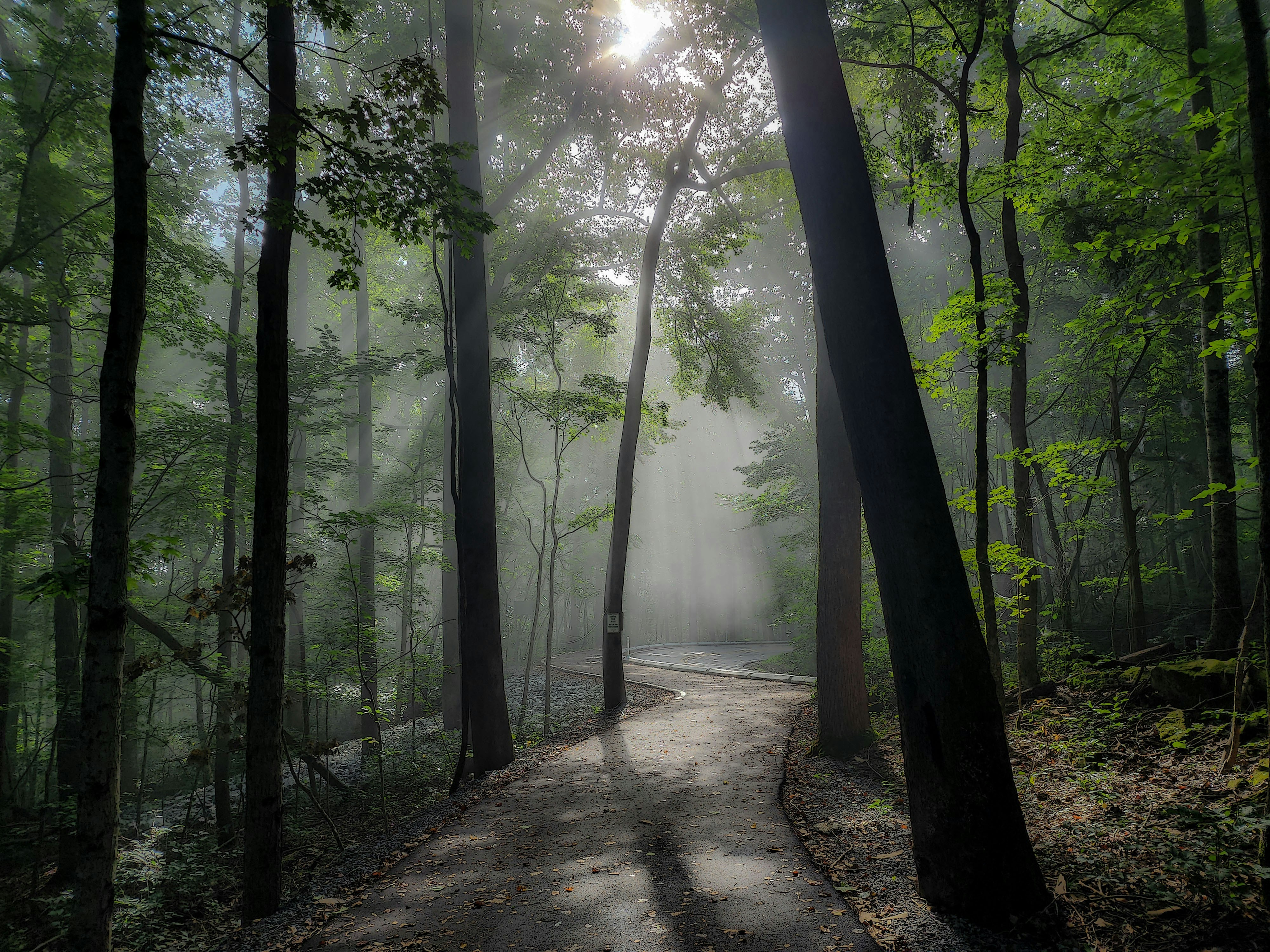 Dawn Filter on the Forest Path
