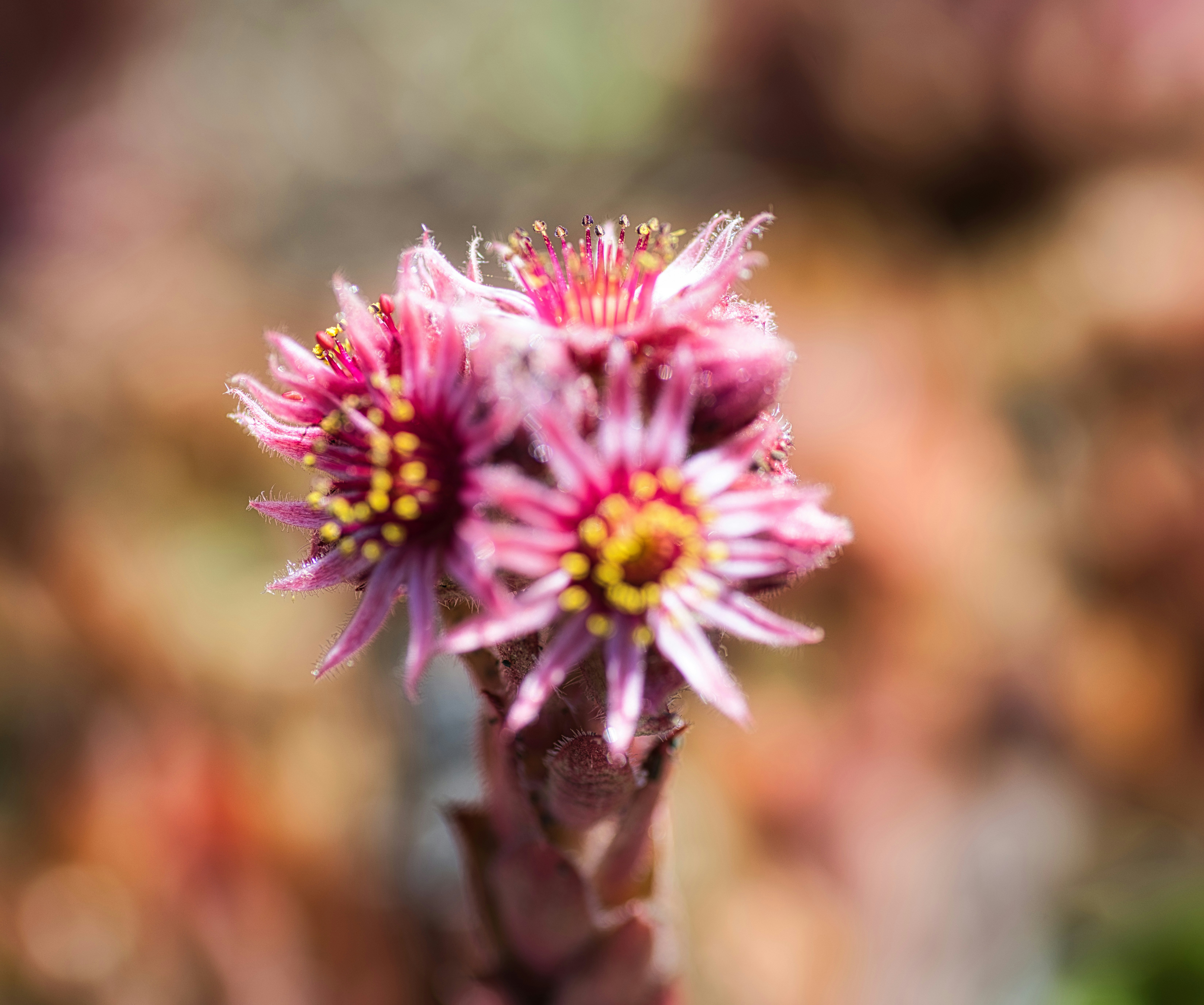 Vibrant pink flowers with yellow centers rise from a blurred warm background, showcasing macro detail and soft bokeh. This is a close-up of a bloom, likely captured to emphasize color and texture.