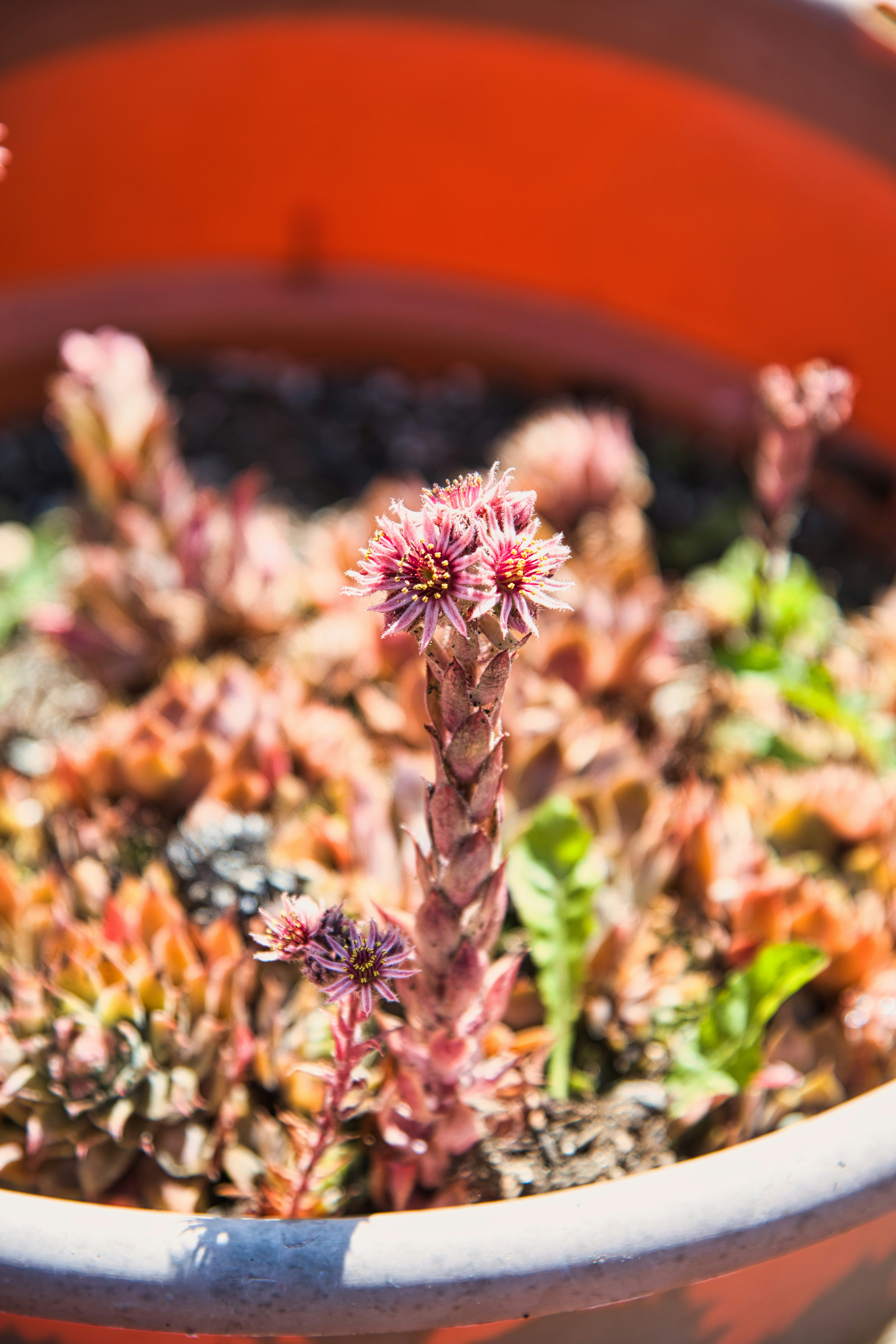 Desert Bloom: A Ruby-tipped Cactus in Focus