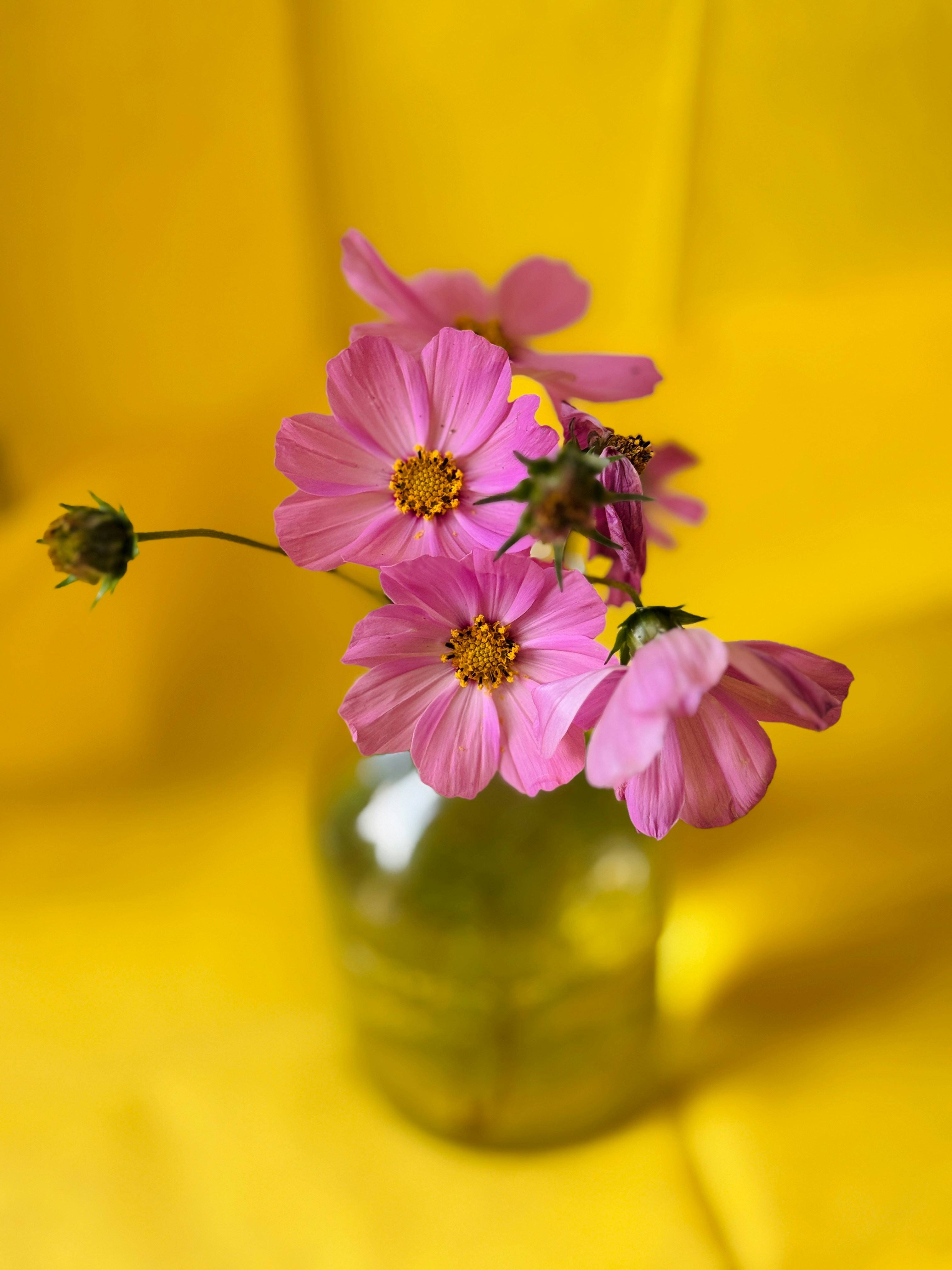 Pink cosmos bouquet against sunlit yellow backdrop