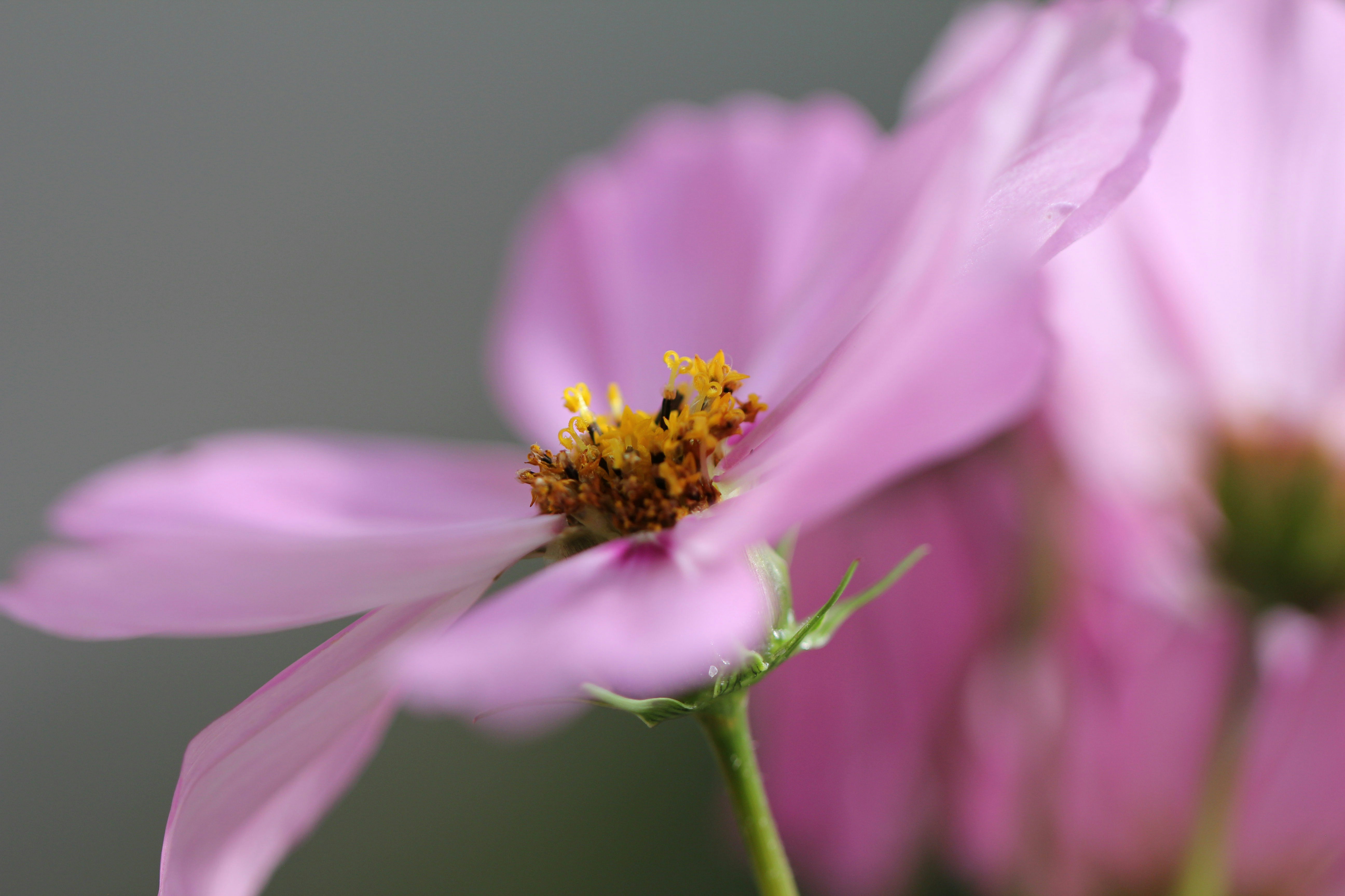 Close-up of a Pink Cosmos Bloom's Reproductive Center