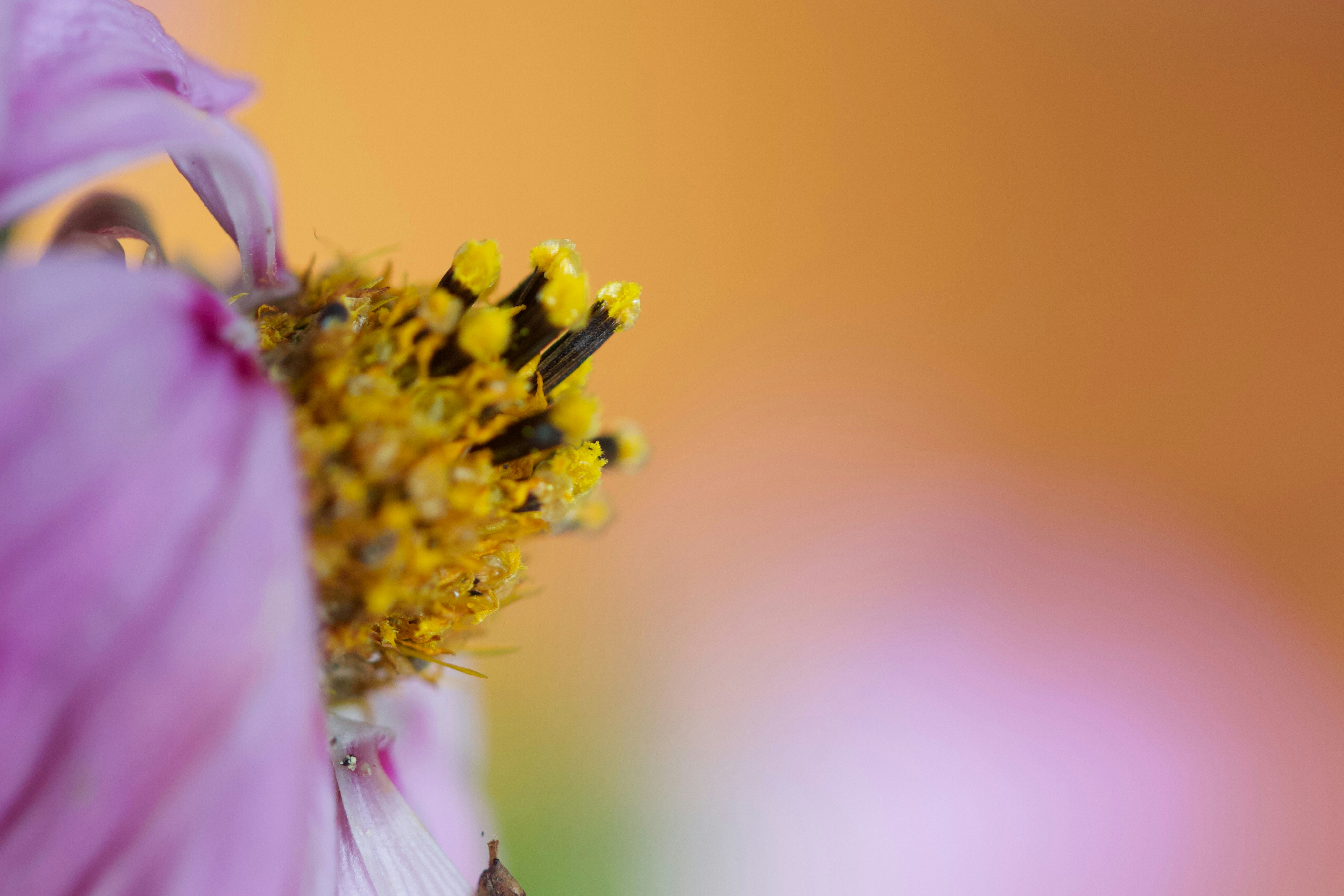 Close-up of a violet petal and yellow pollen with soft bokeh