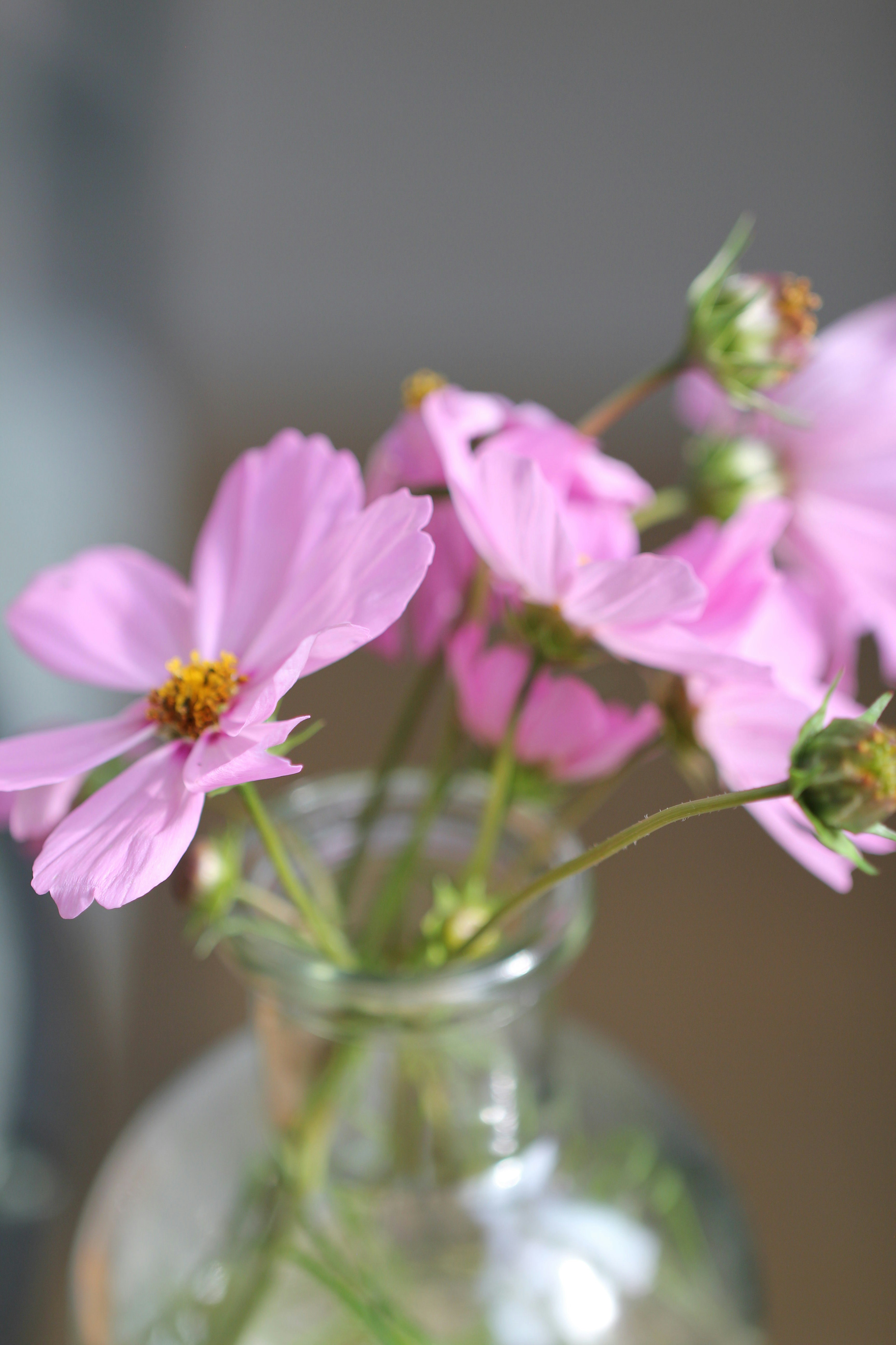 Pink Cosmos in a Glass Vase: Soft Focus, Simple Still Life