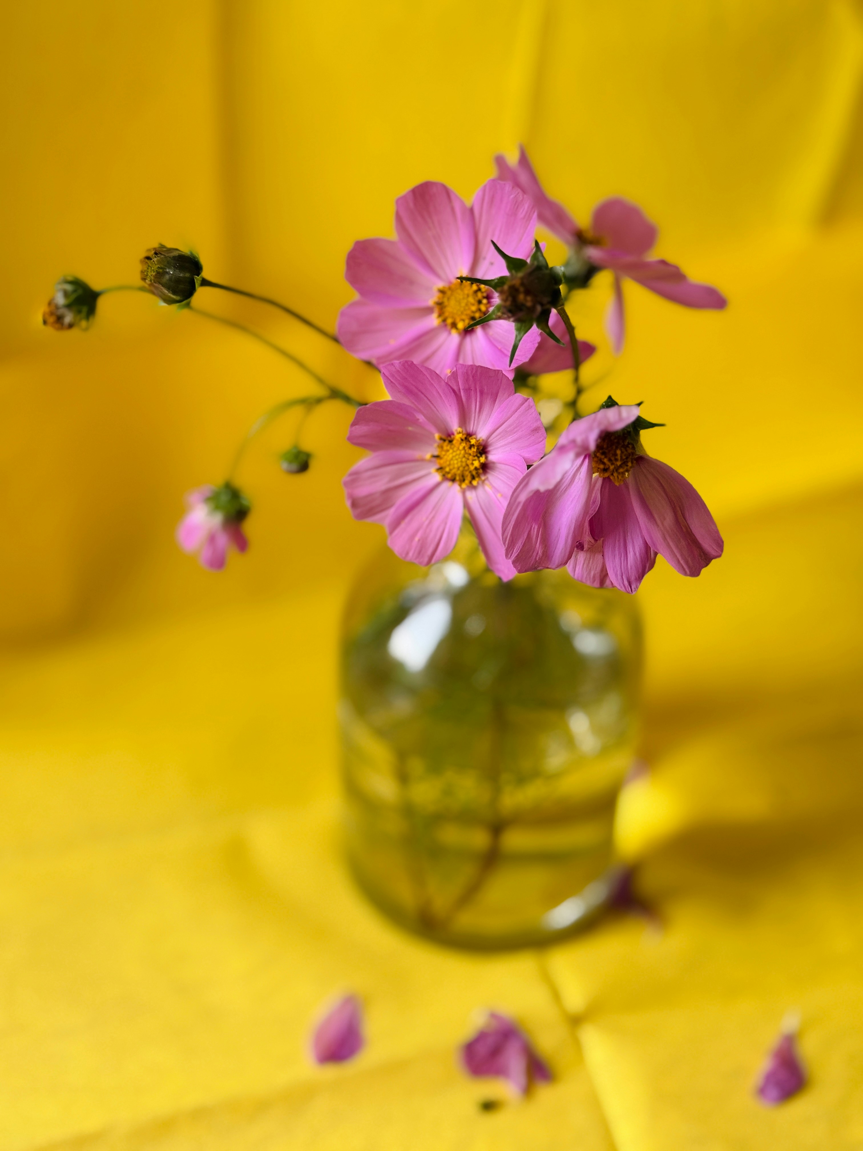 Pink Cosmos Blooming in a Glass Vase Against Sunshine Yellow