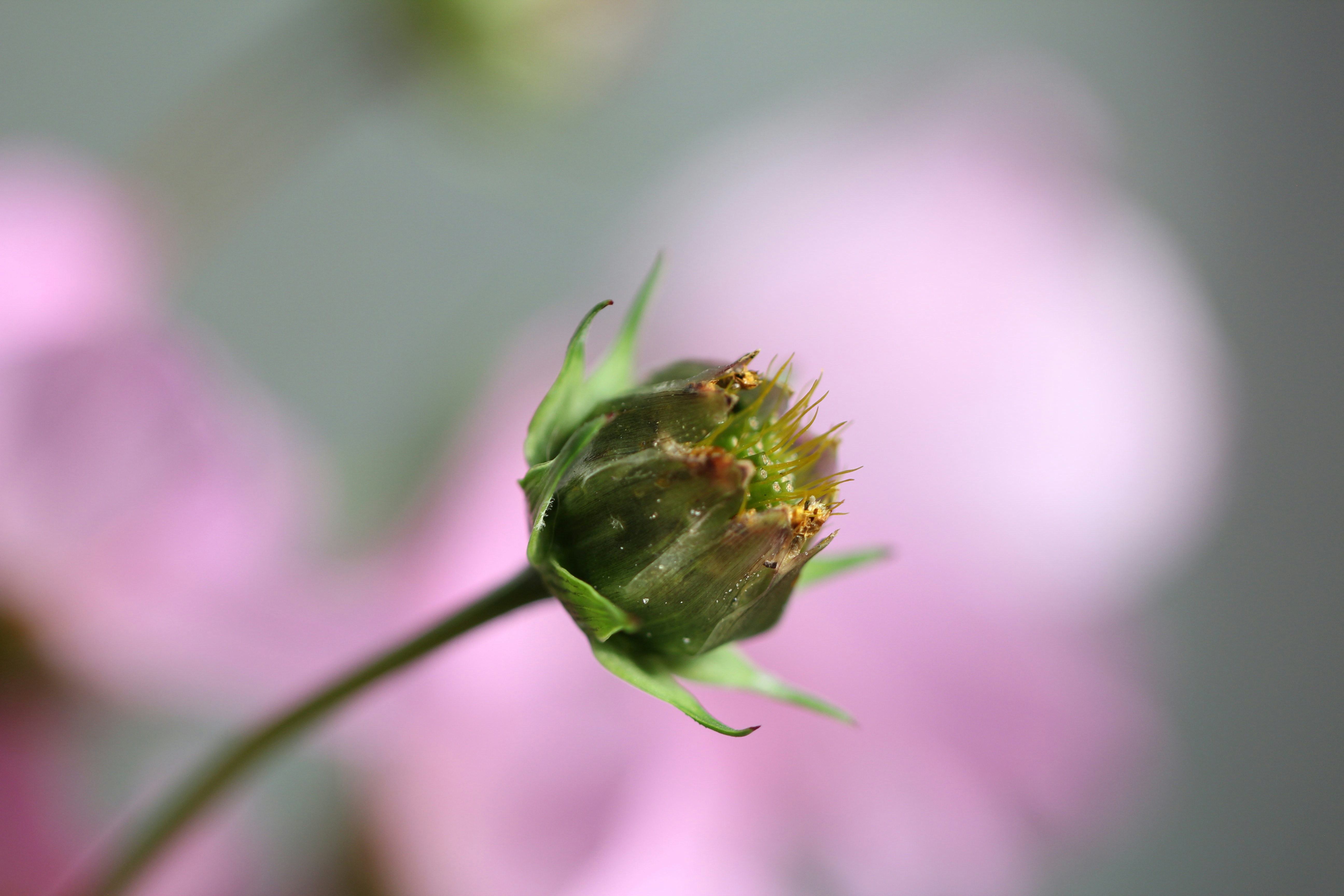 Bud Foreground: A Delicate Rosebud Reaching Through Blur