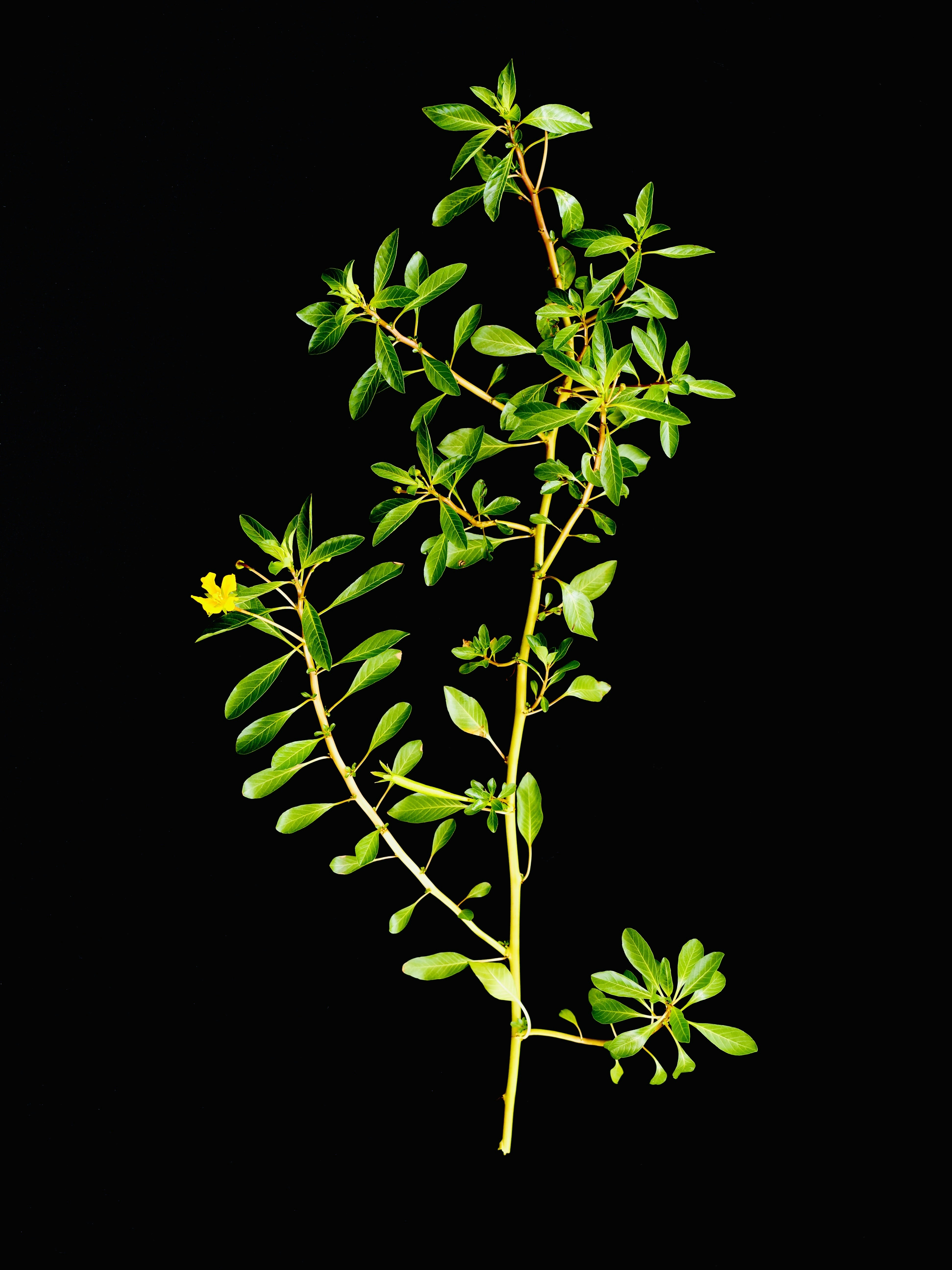 Emerald Stem: A Branch of Sharp Green on Velvet Black