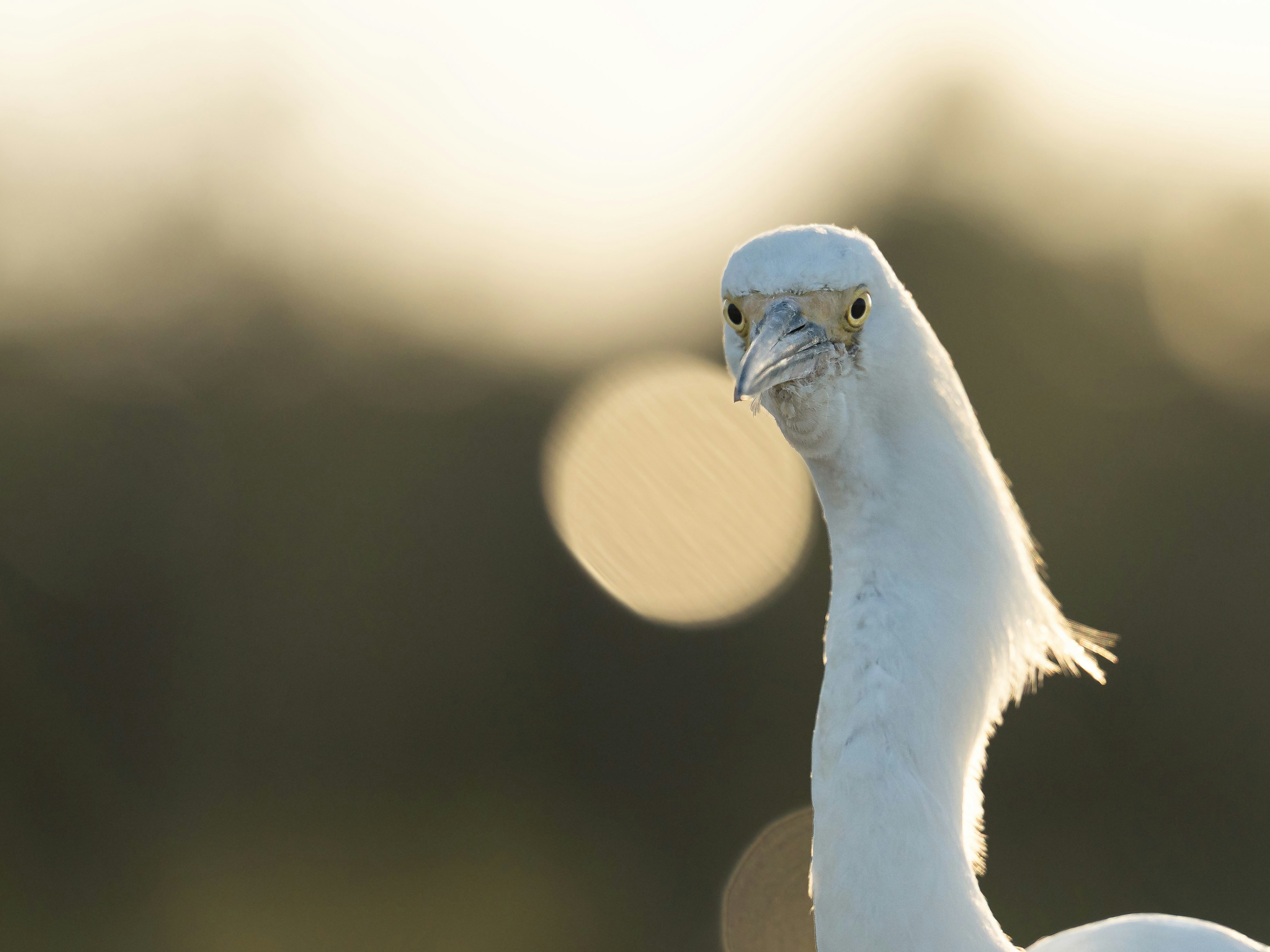 Snowcrest Vigil: White Heron Stare Over Backlit Echoes