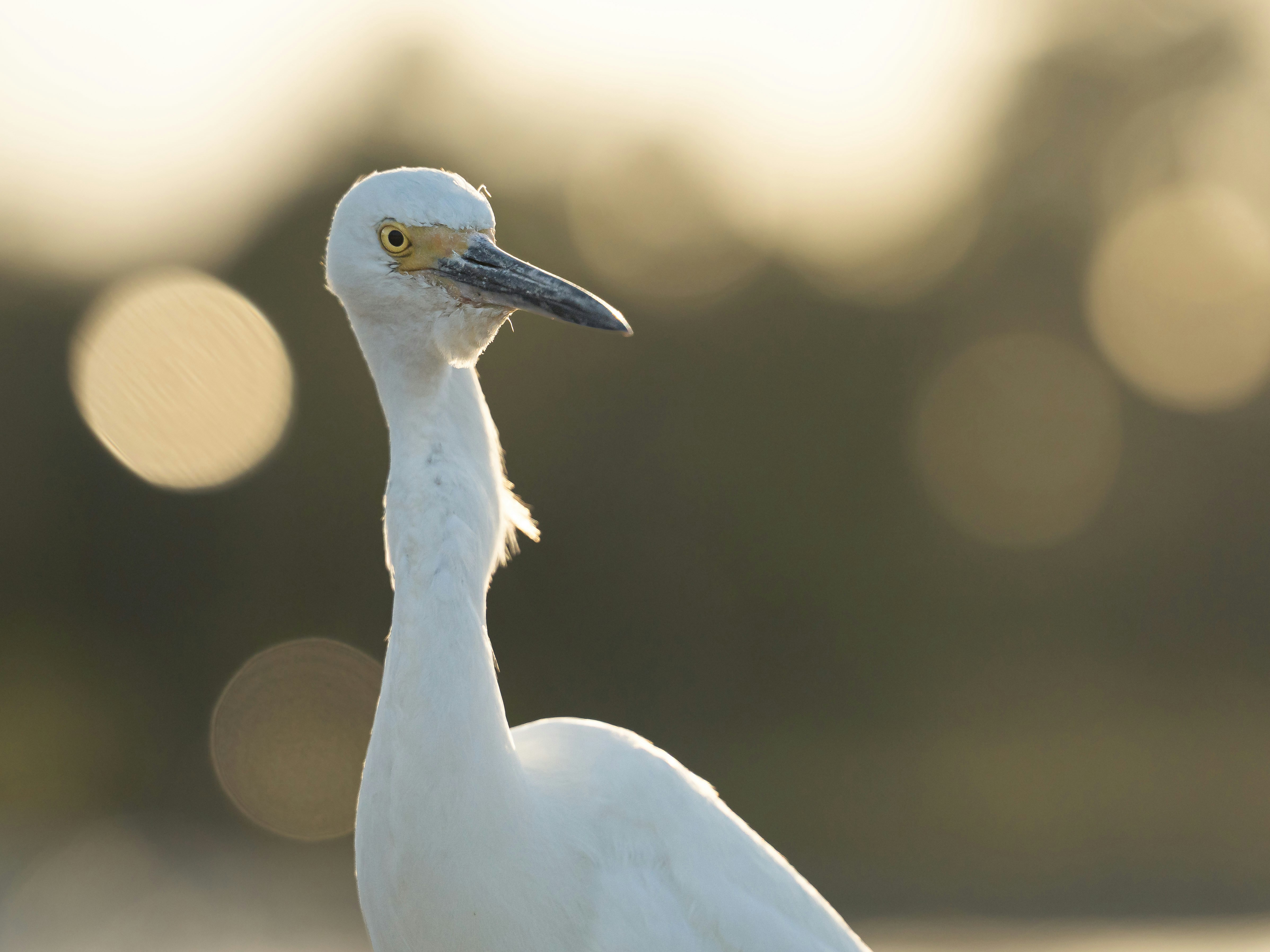 Backlit Egret in Soft Bokeh: Quiet Portrait at Golden Hour
