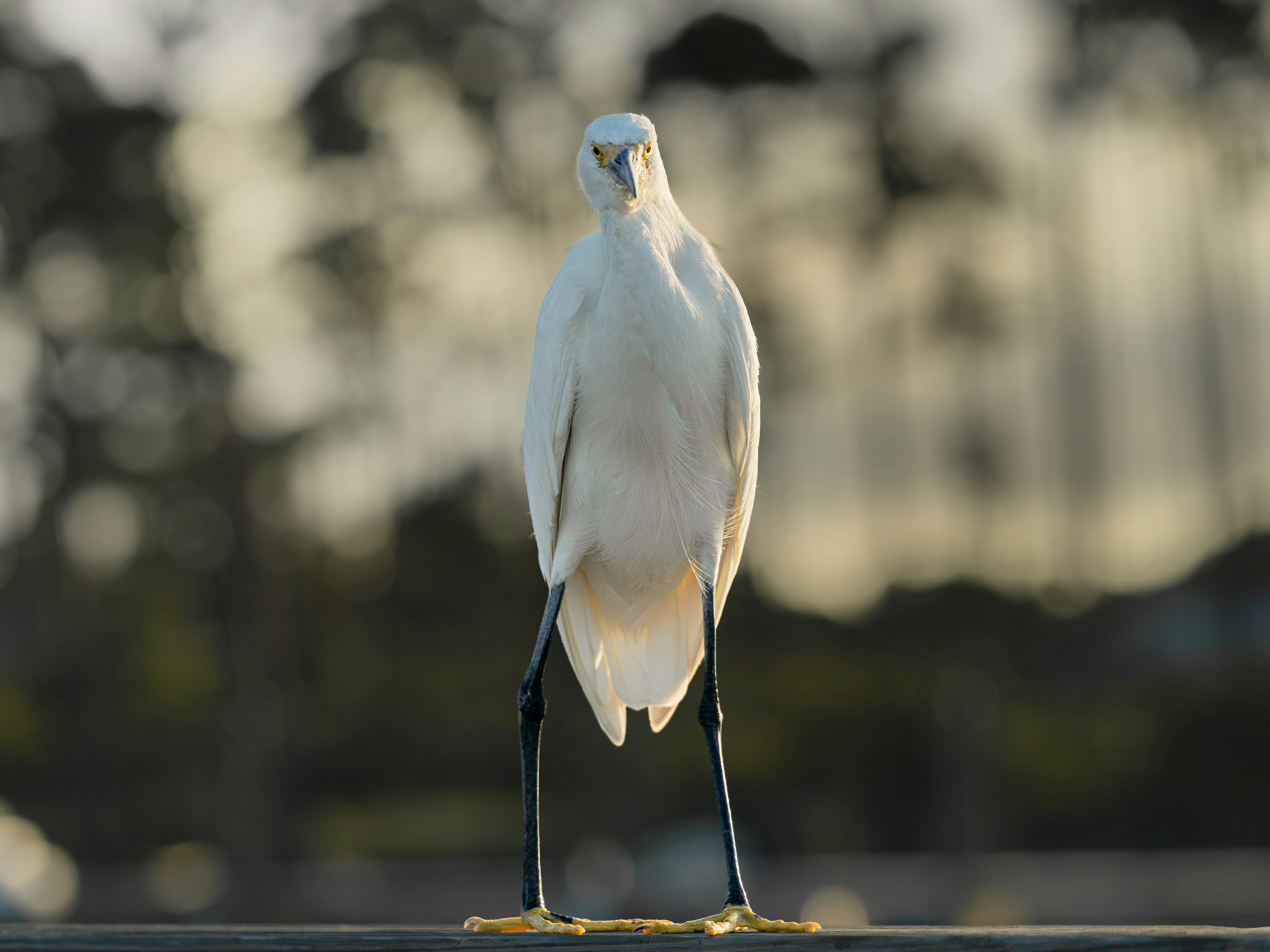 Quiet Sentinel: A White Heron Stands Amid a Blurred Coastal Backdrop
