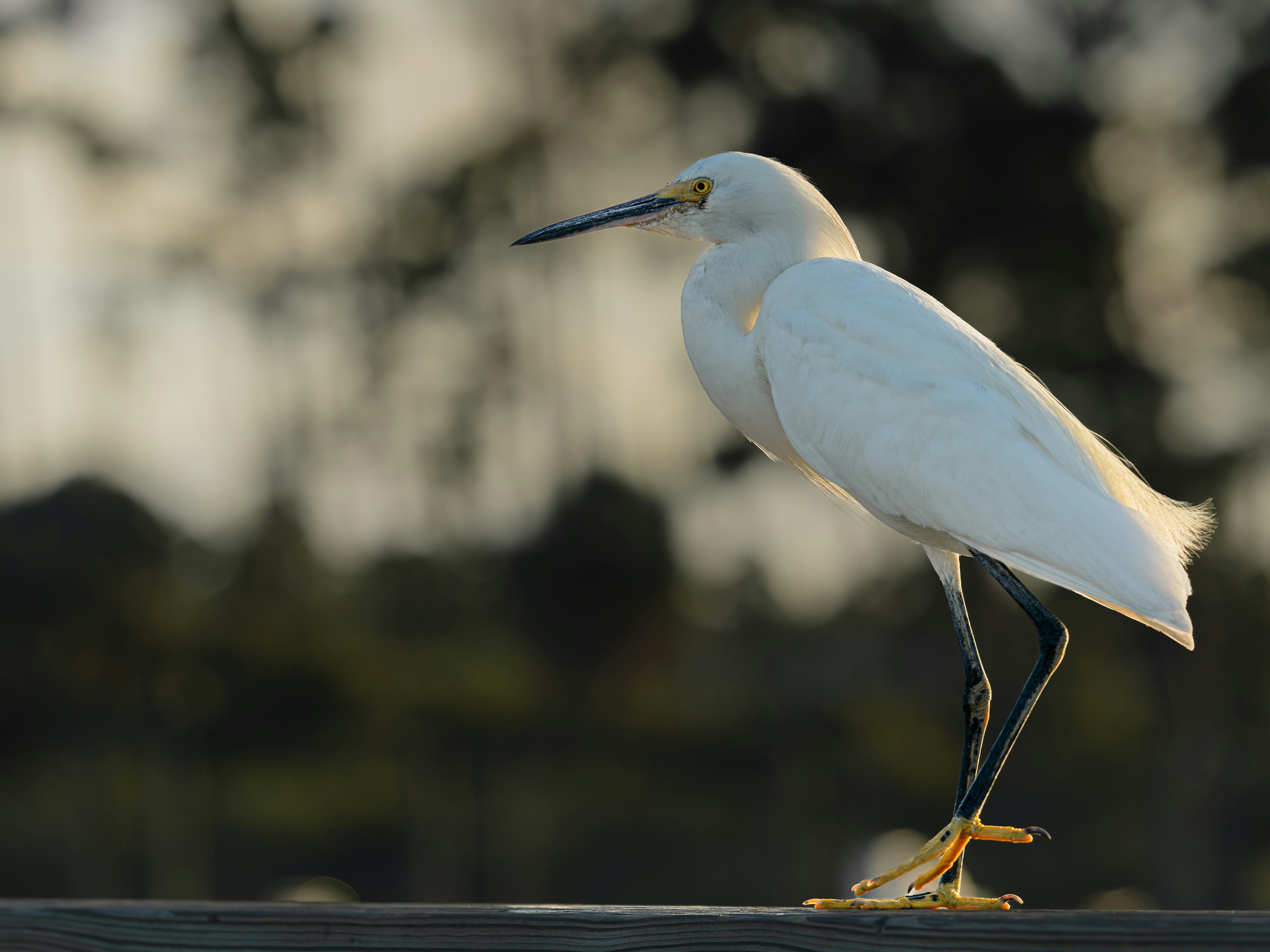 White Egret poised on a sunlit shoreline