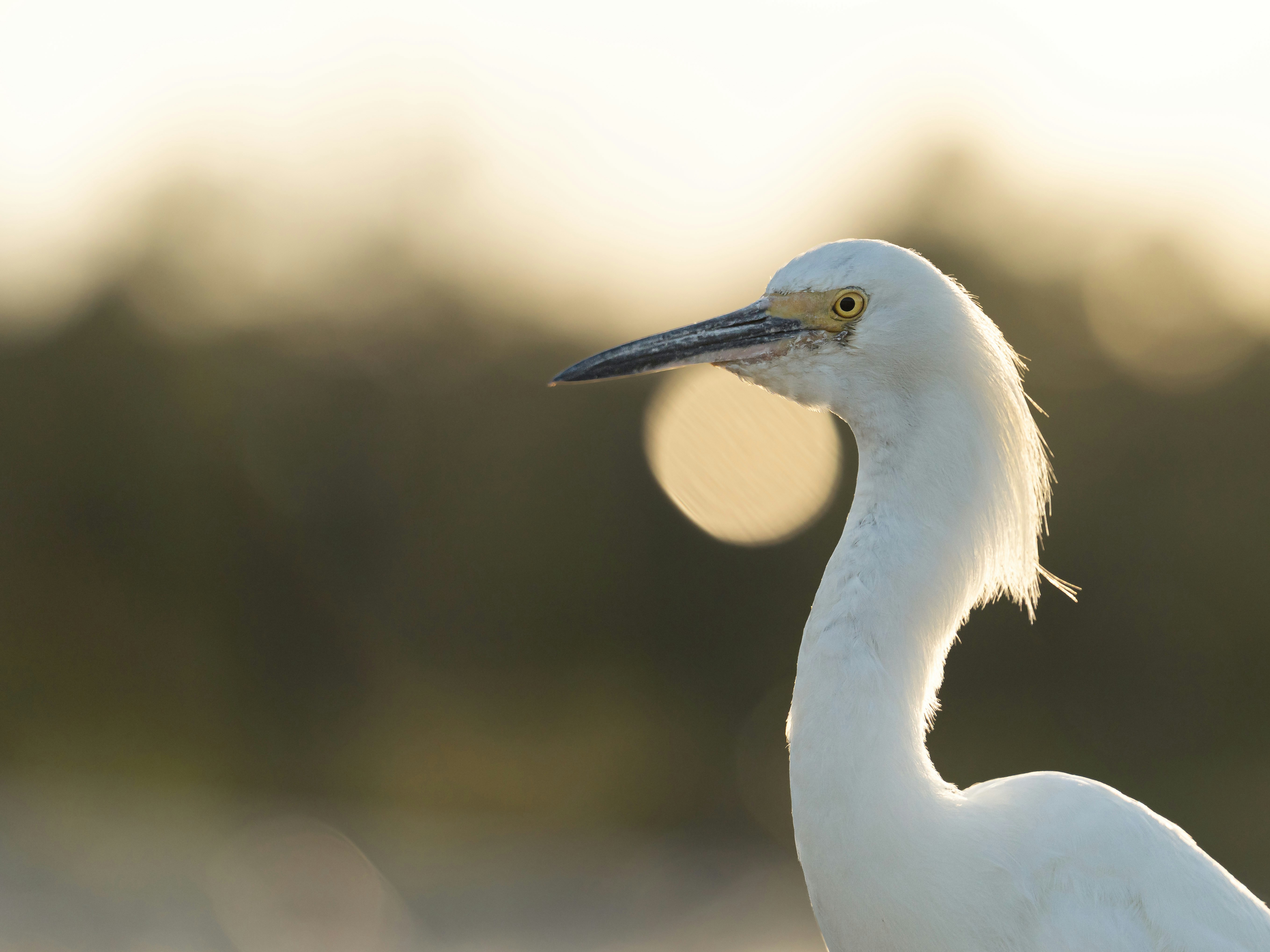 Backlit Egret Gaze: A Quiet Moment in Golden Light