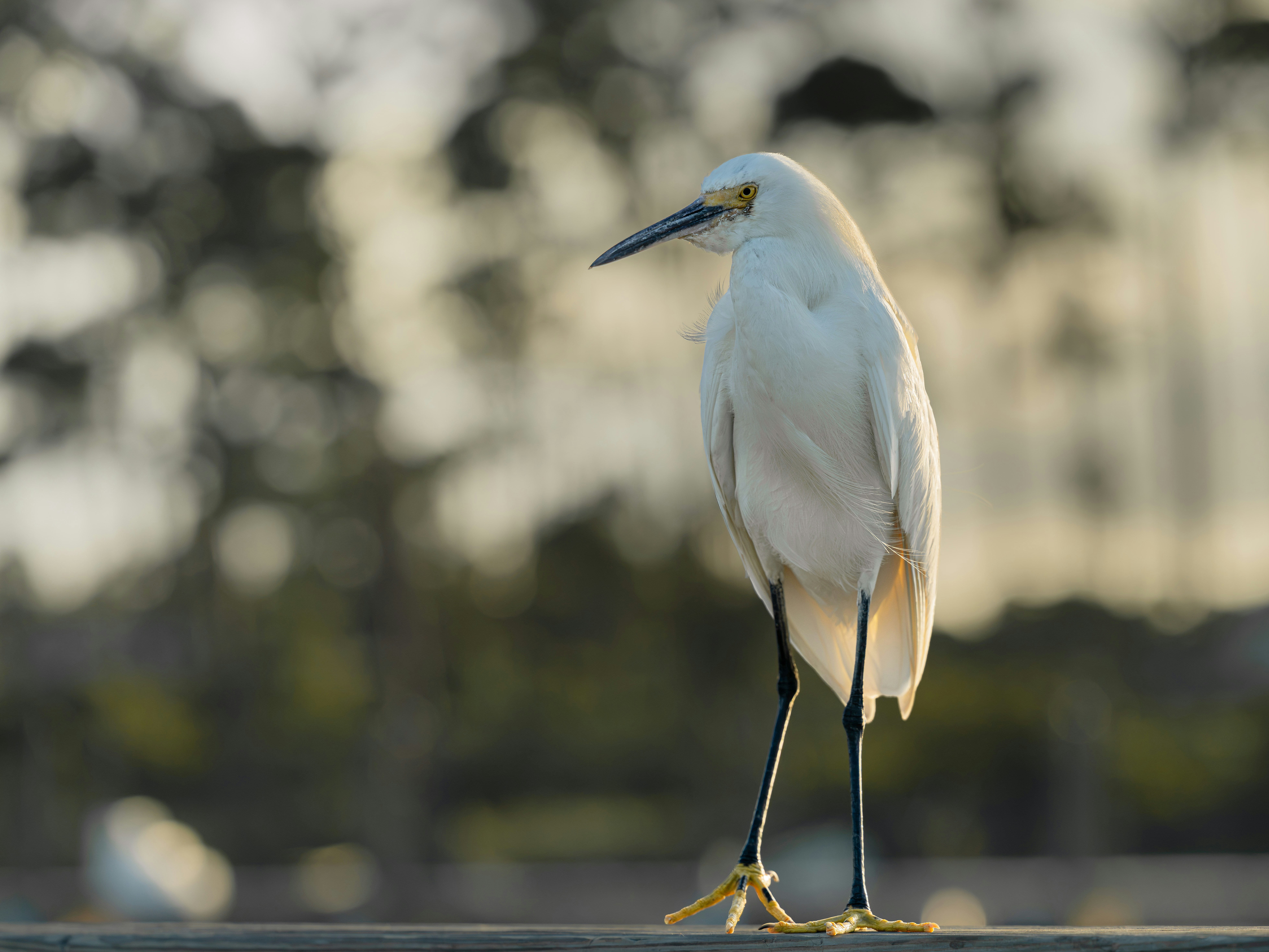 White Heron in Soft Backlight by the Shore